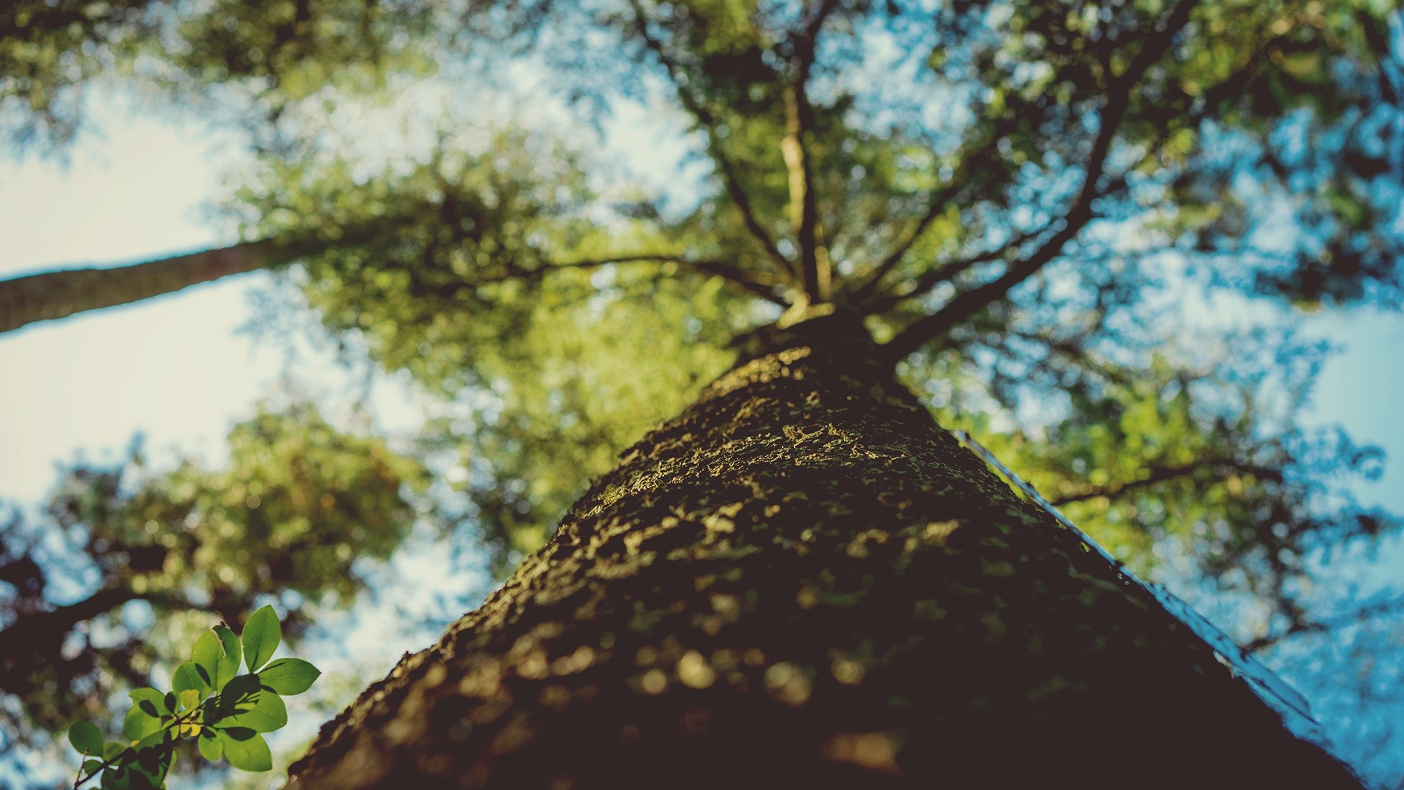 trees, Nature, Worms eye view, Bokeh, Depth of field Wallpapers HD ...