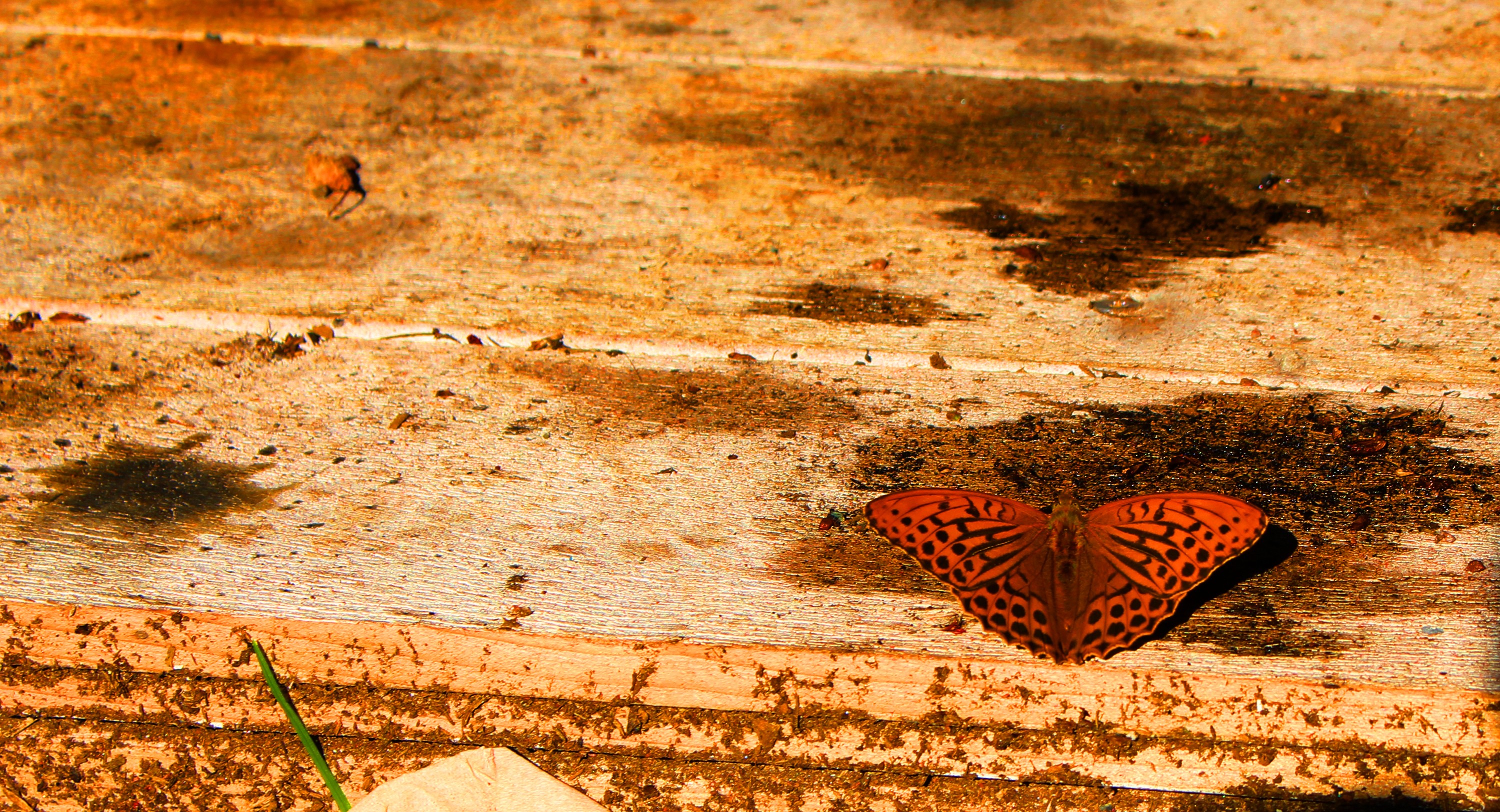 summer, Nature, Flowers, Water, Butterfly Wallpapers HD / Desktop and ...