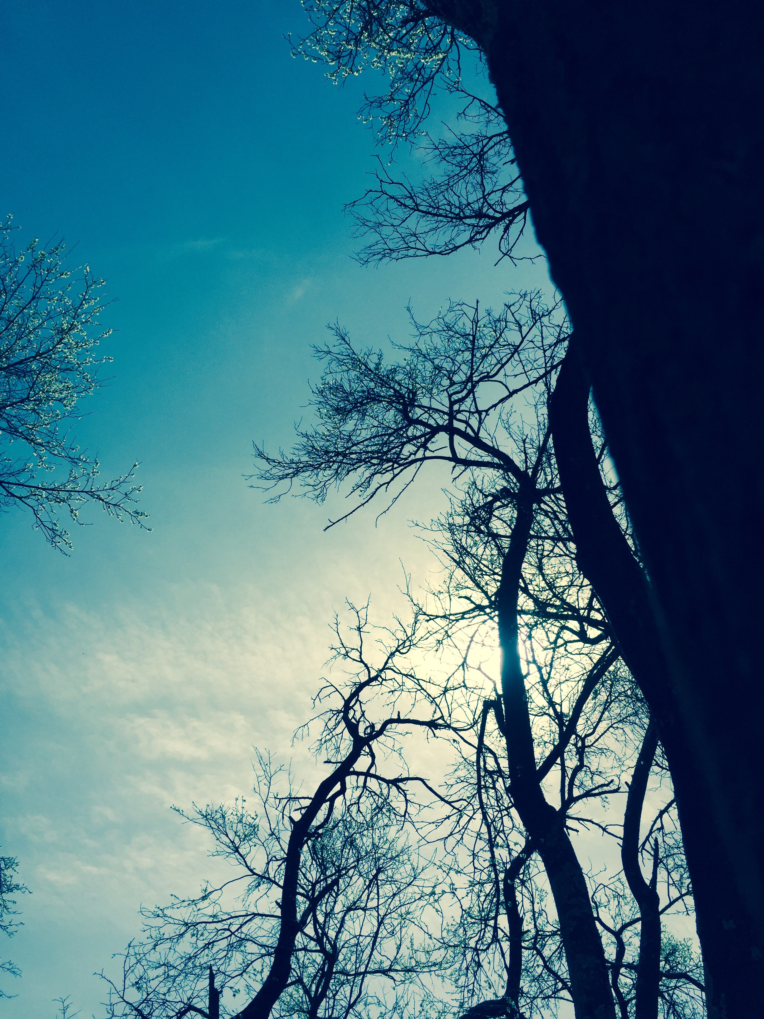 sky, Trees, Nature Wallpapers HD / Desktop and Mobile Backgrounds