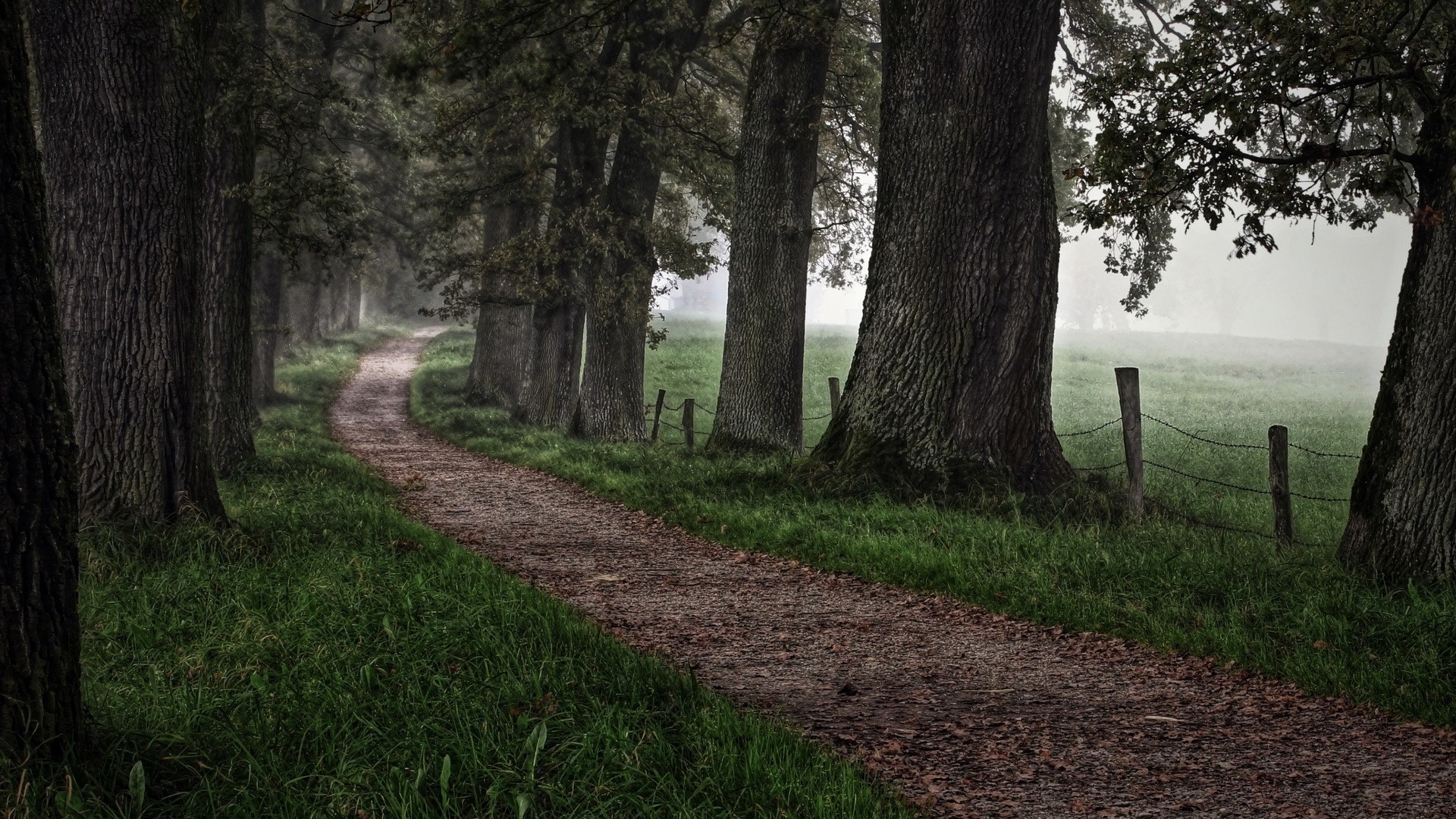 nature, Landscape, Trees, Forest, Field, Mist, Dirt road, Grass, Branch ...
