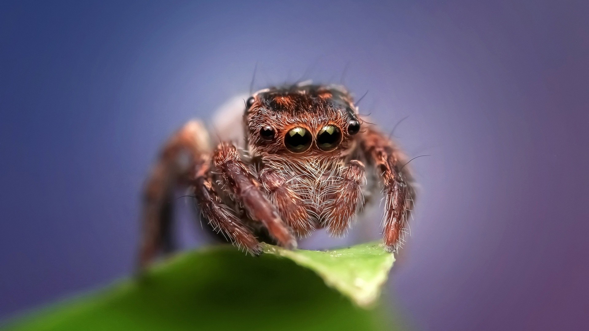 eyes, Photography, Spider, Macro, Leaves, Nature Wallpapers HD ...