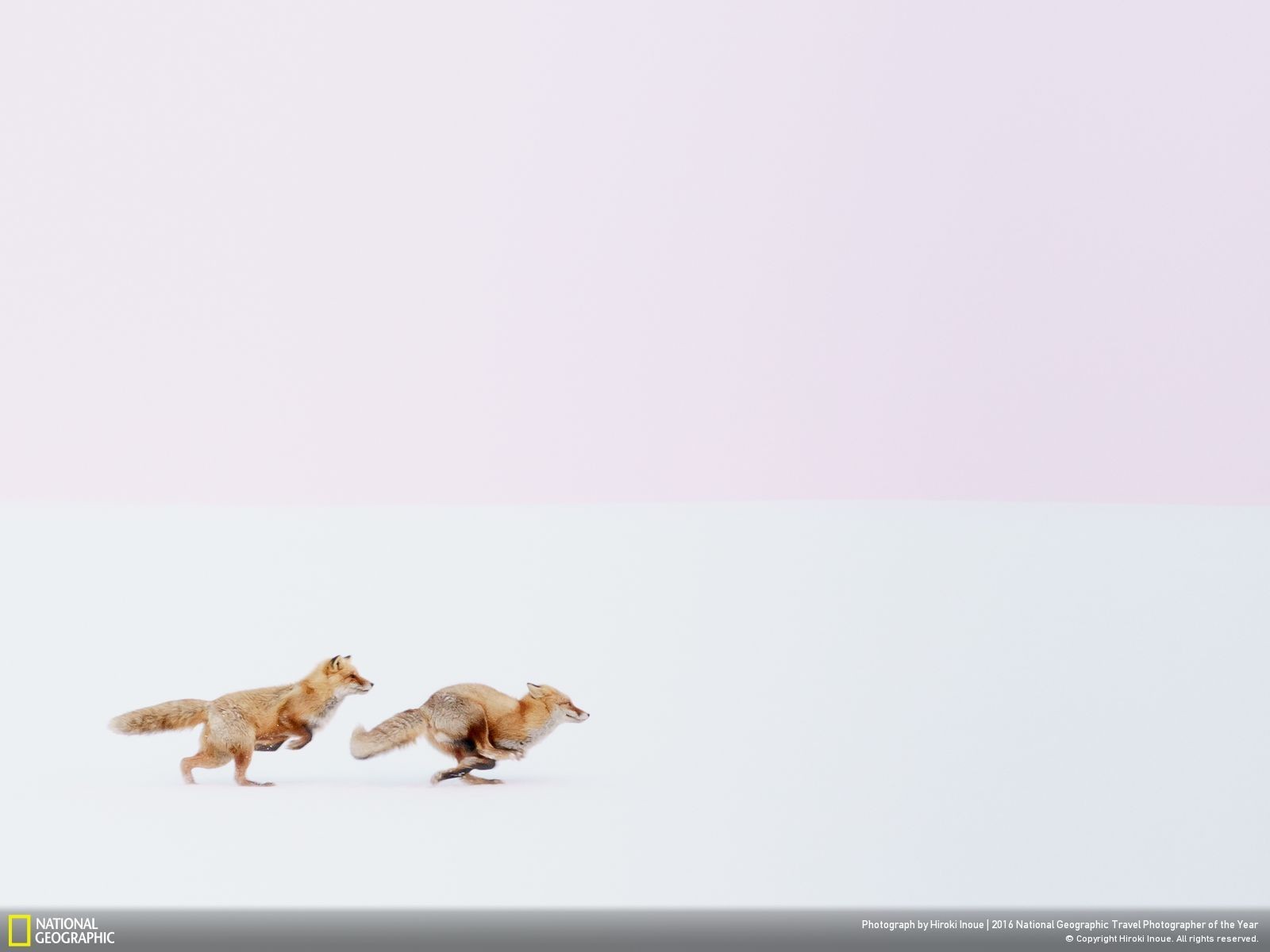 animals, National Geographic, Fox Wallpapers HD / Desktop and Mobile ...