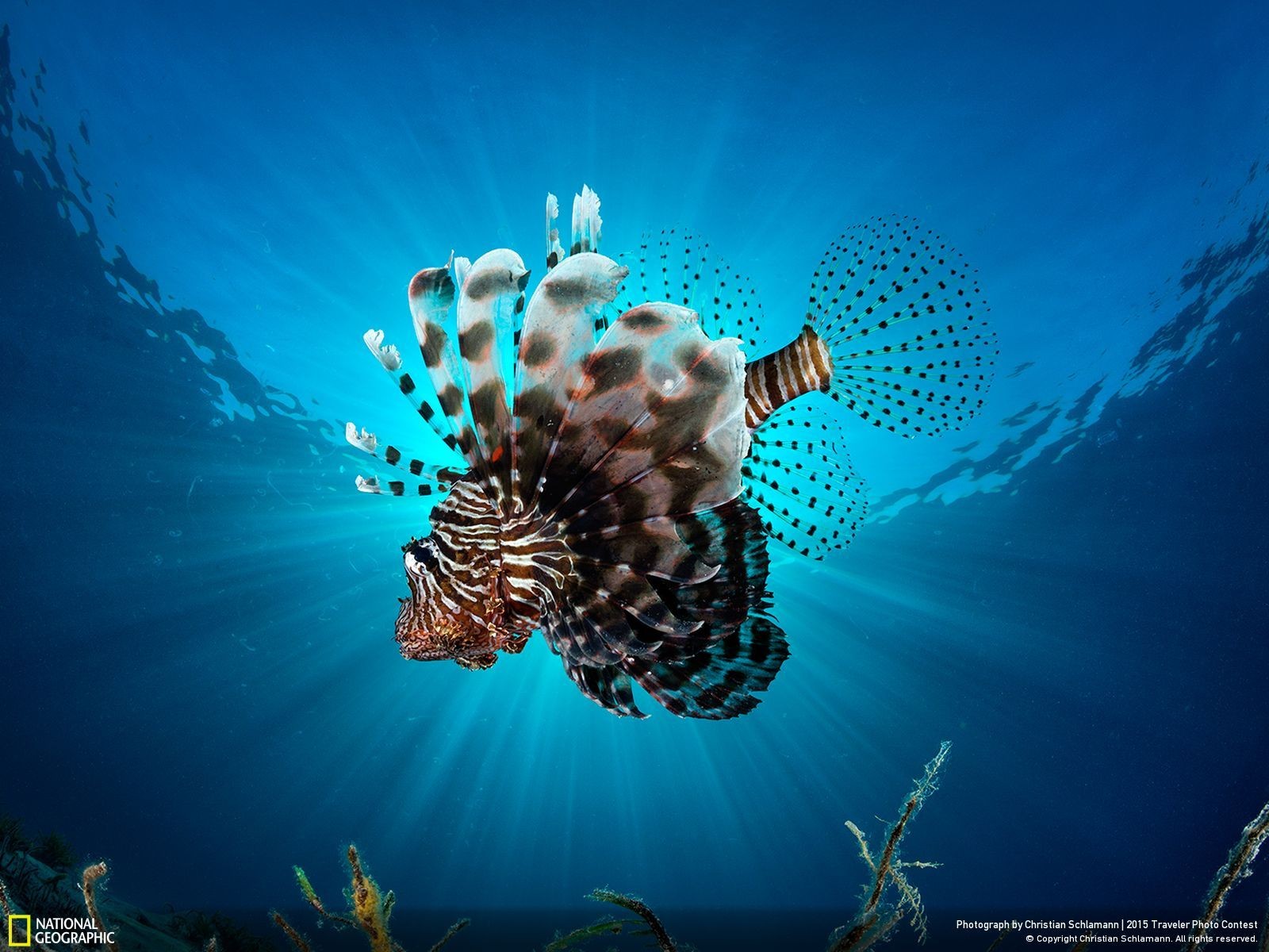 clouds, Landscape, Wildlife Wallpapers HD / Desktop and Mobile Backgrounds