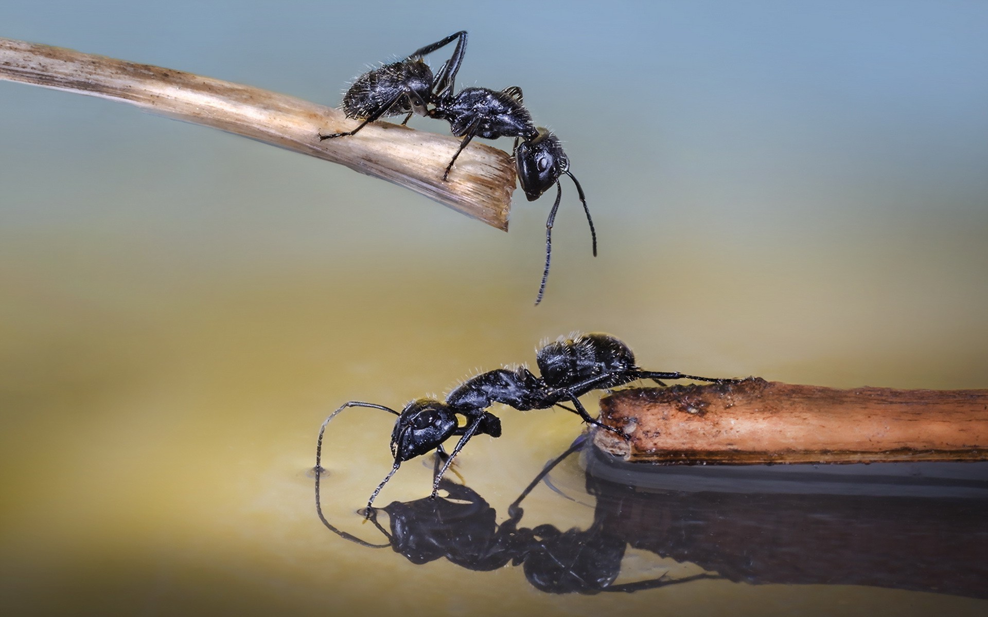 hymenoptera, Ants, Insect, Animals, Macro, Camponotus Wallpapers HD ...