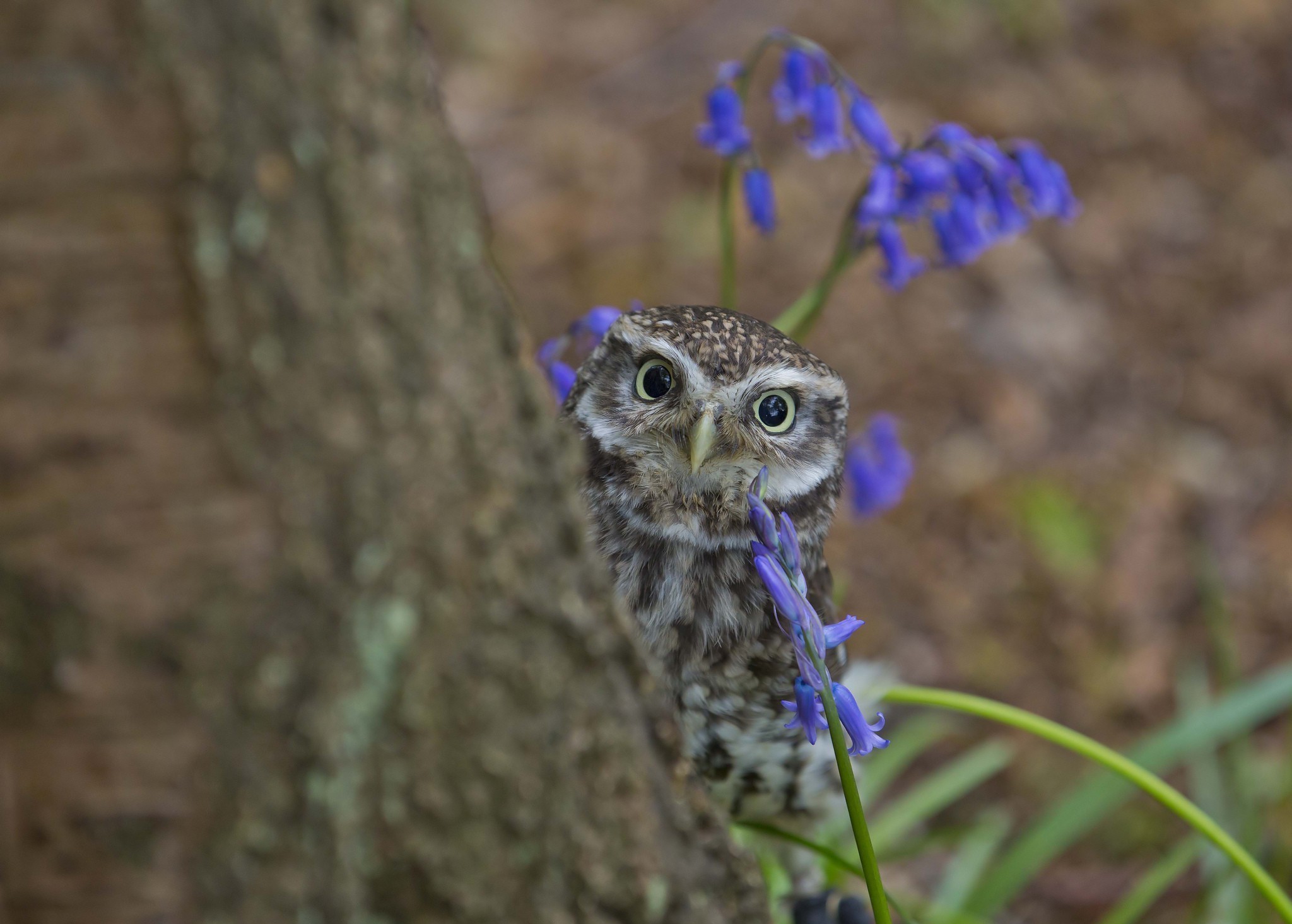 animals, Birds, Owl Wallpapers HD / Desktop and Mobile Backgrounds