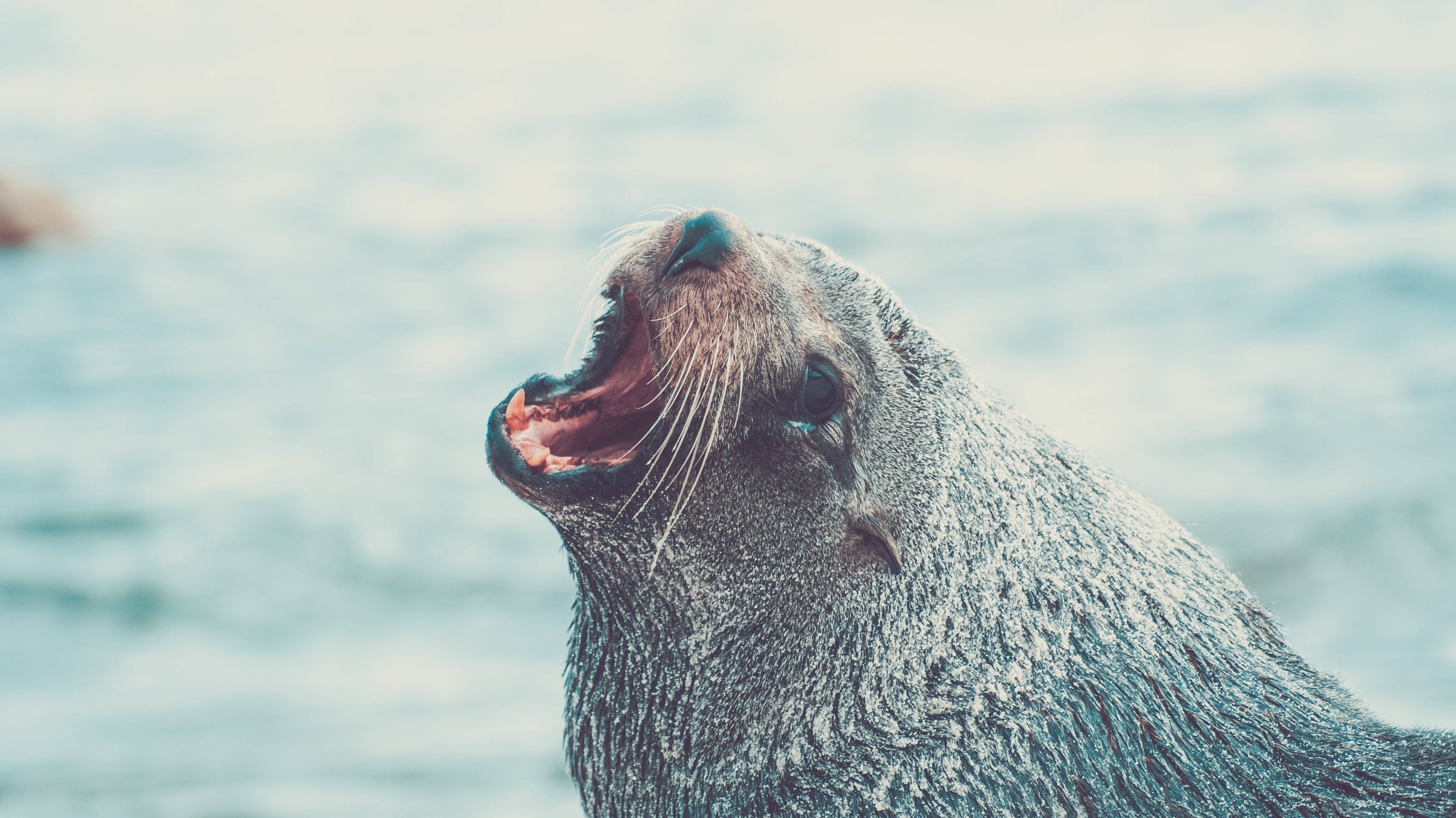nature, Animals, Sealion Wallpapers HD / Desktop and Mobile Backgrounds