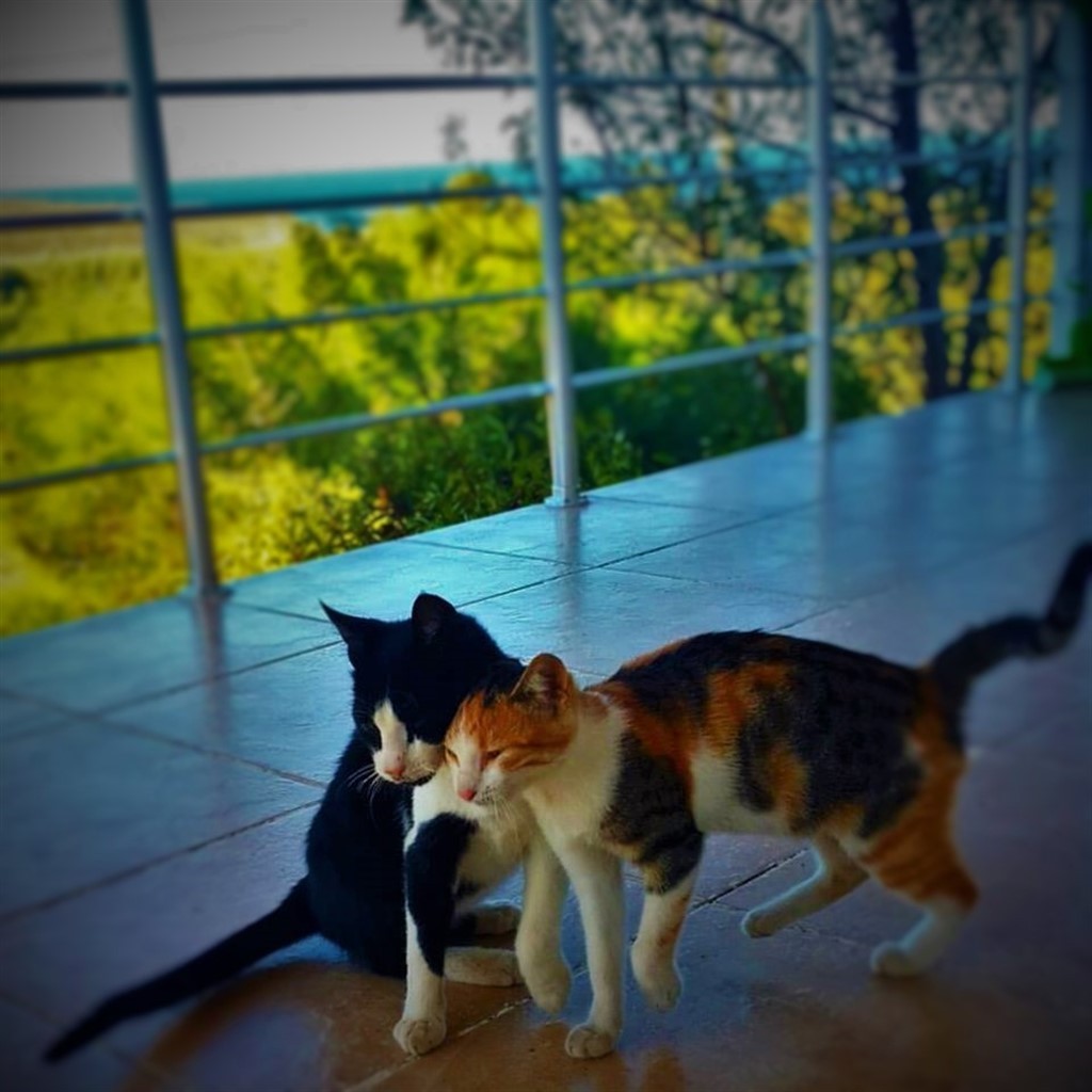 cat, Nature, Summer Wallpapers HD / Desktop and Mobile Backgrounds