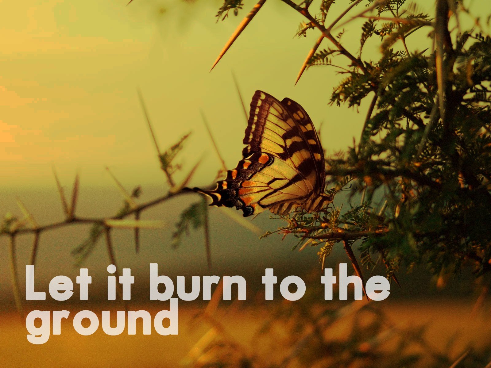 insect, Typography Wallpapers HD / Desktop and Mobile Backgrounds