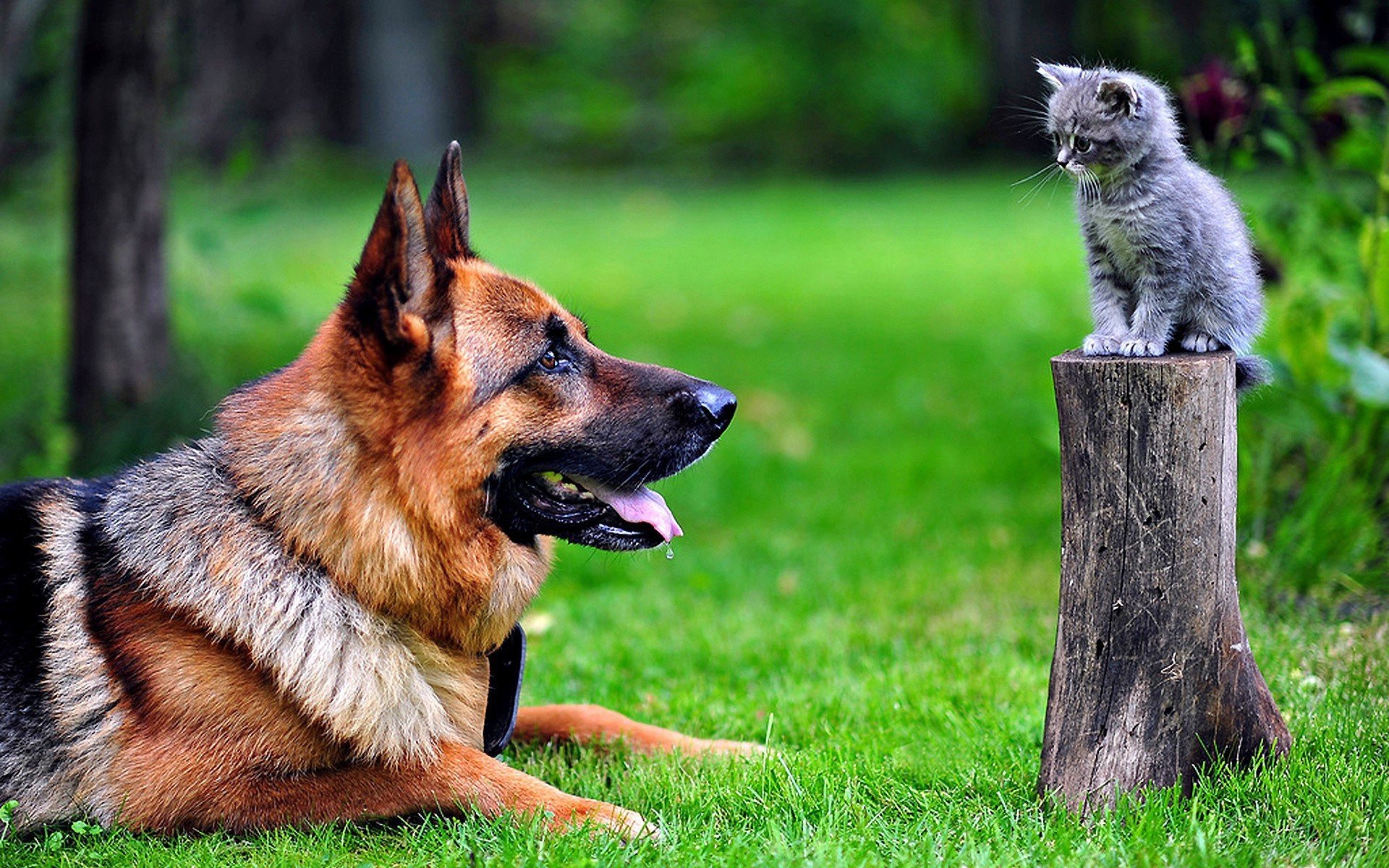 German Shepherd, Kittens Wallpapers HD / Desktop and Mobile Backgrounds