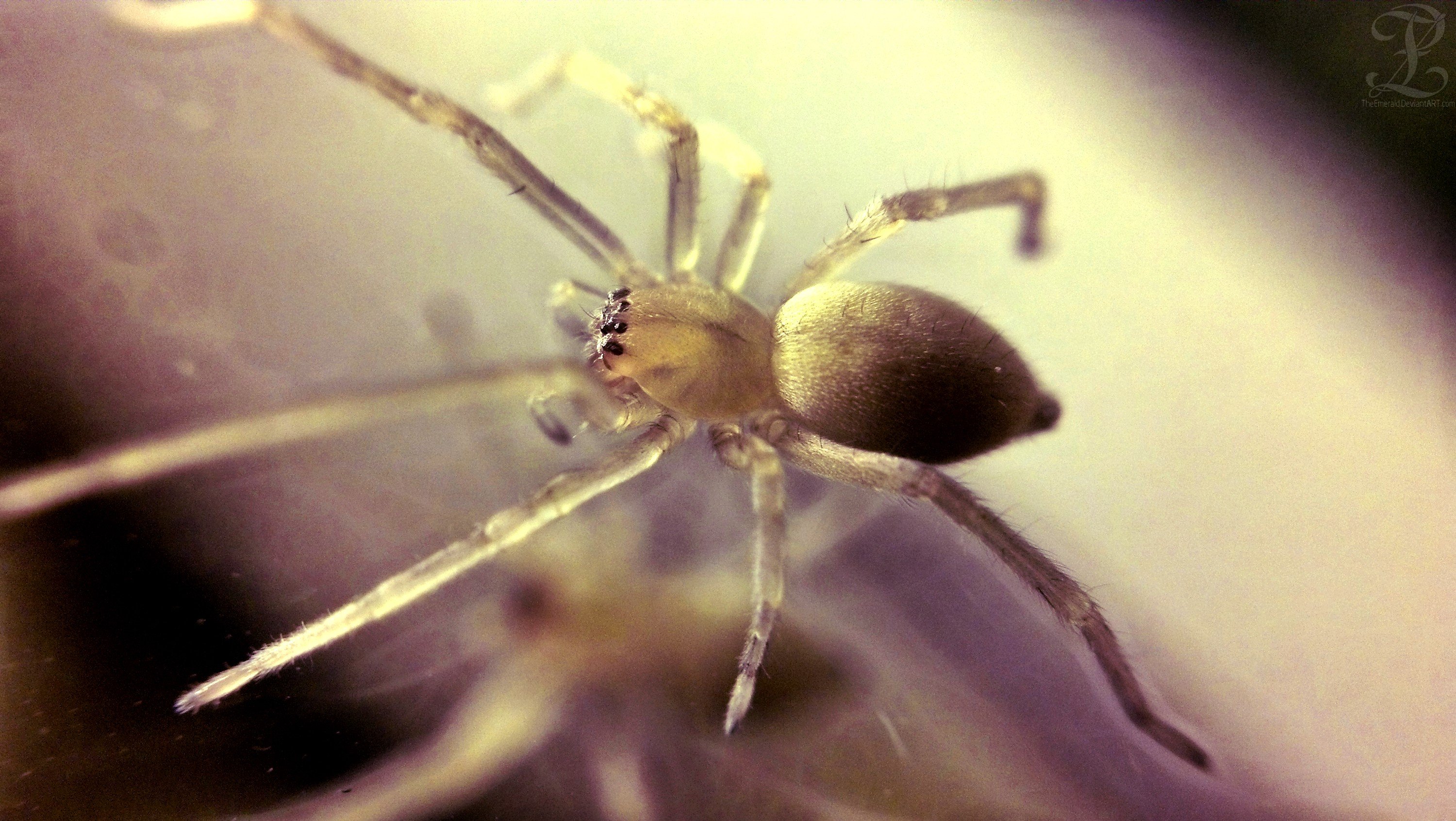 spider Wallpapers HD / Desktop and Mobile Backgrounds