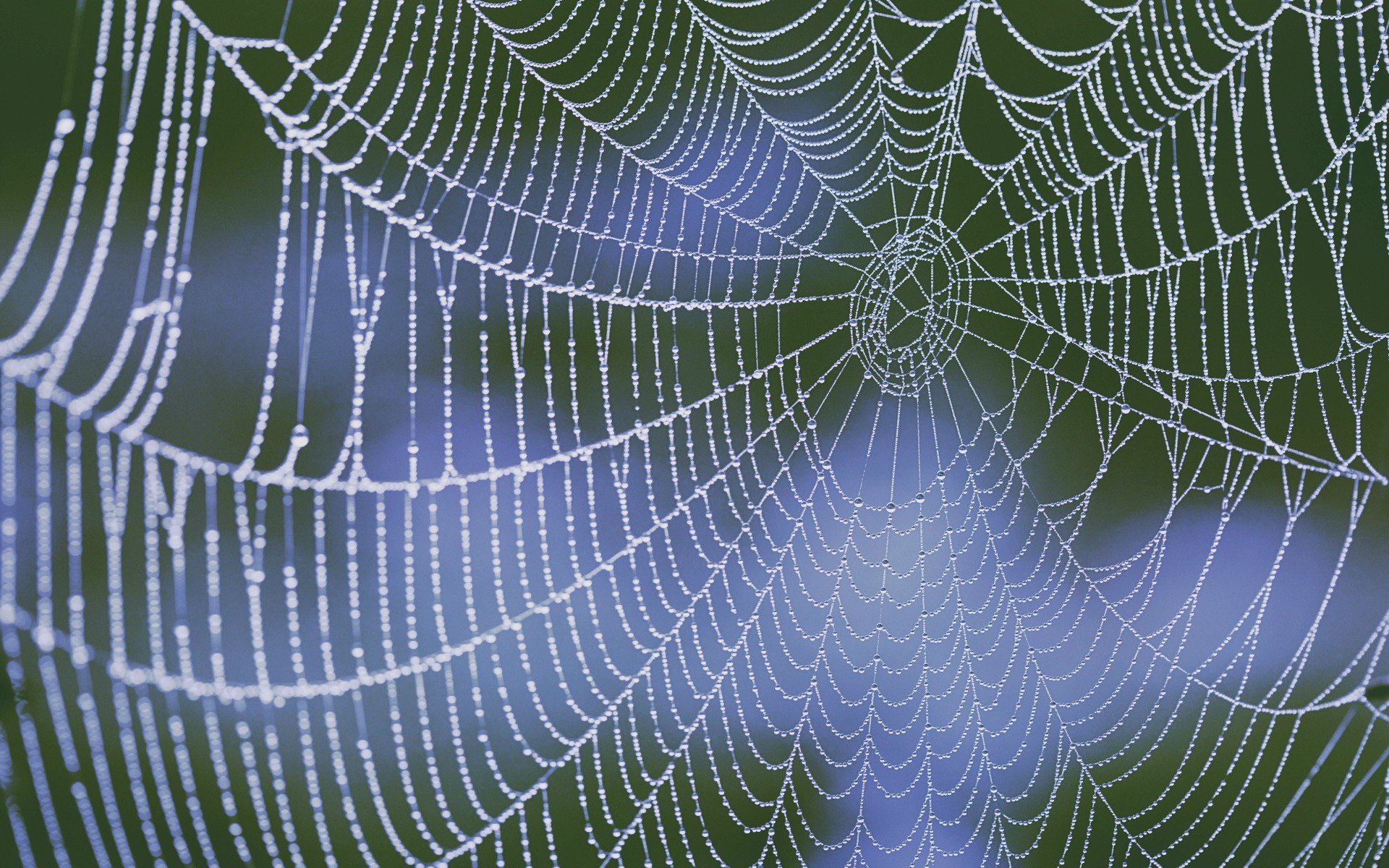 spider Wallpapers HD / Desktop and Mobile Backgrounds