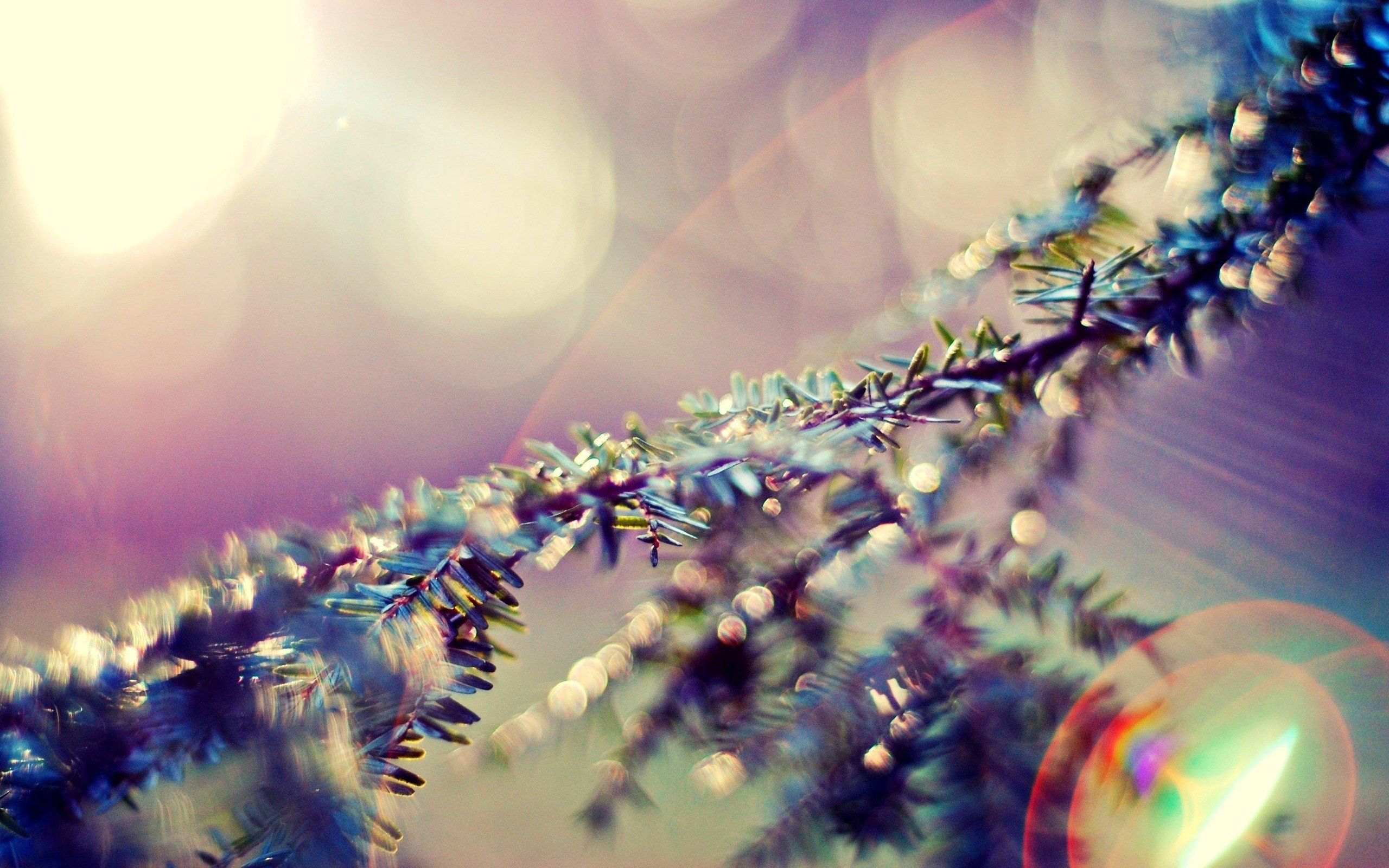 macro, Fir tree, Lens flare Wallpapers HD / Desktop and Mobile Backgrounds