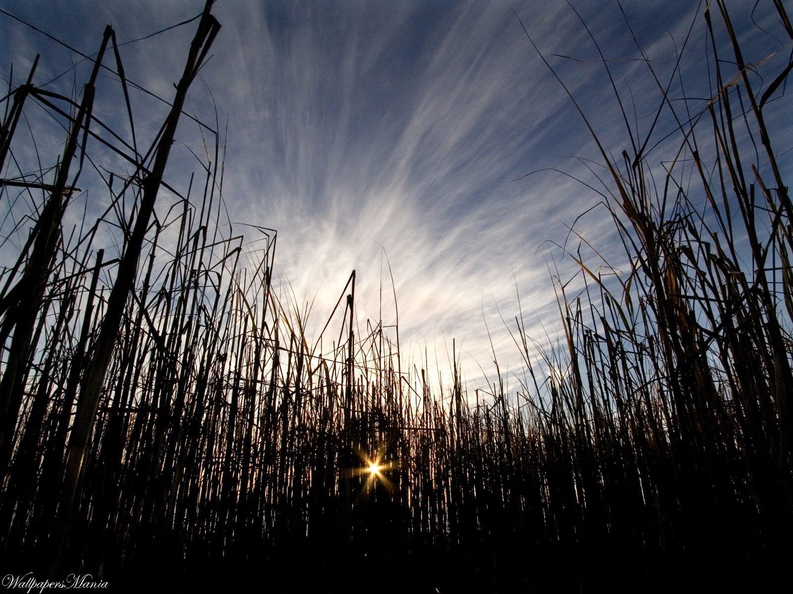 cane, Reeds Wallpapers HD / Desktop and Mobile Backgrounds