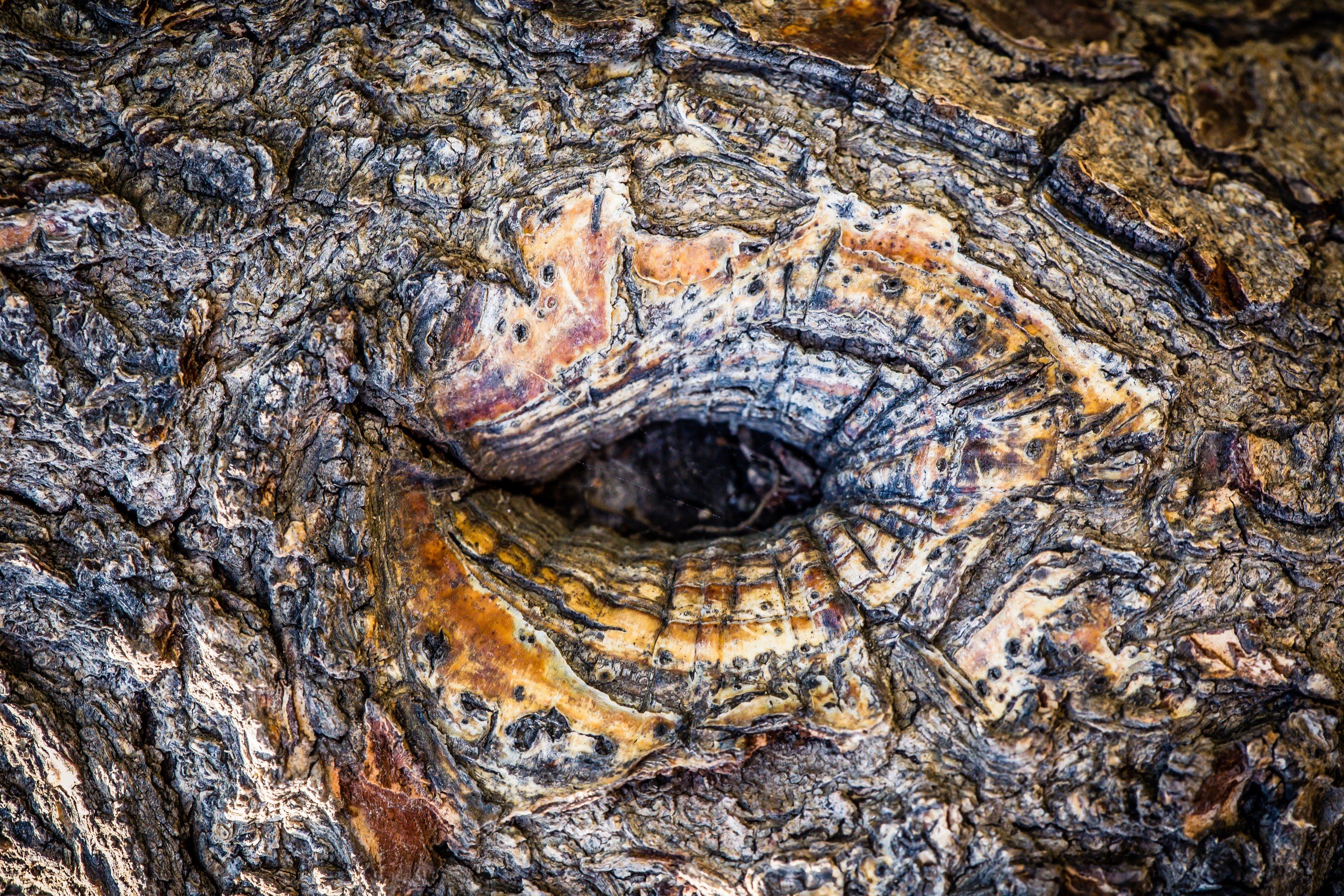 eyes, Structure Wallpapers HD / Desktop and Mobile Backgrounds