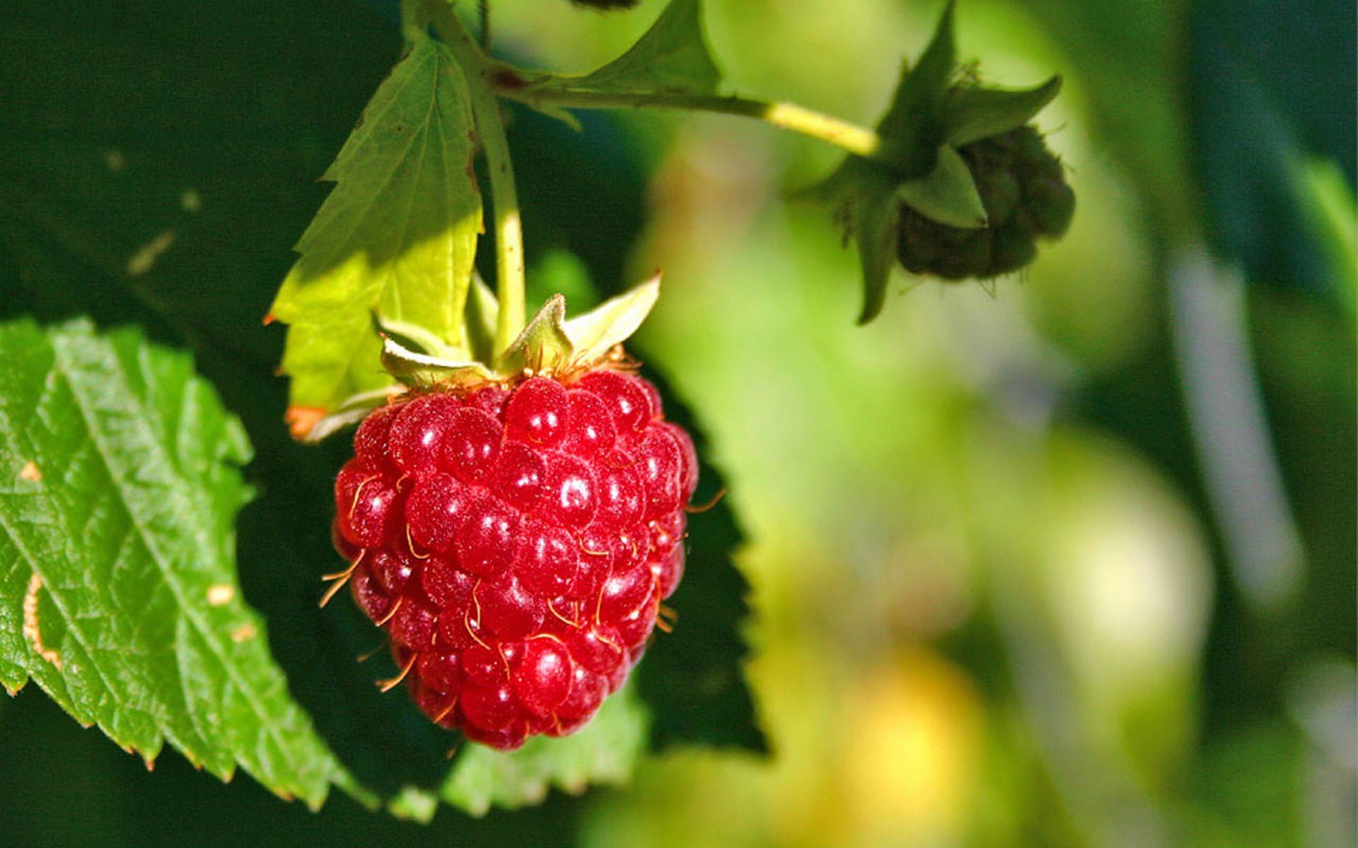 food, Raspberries, Fruit, Macro Wallpapers HD / Desktop and Mobile ...