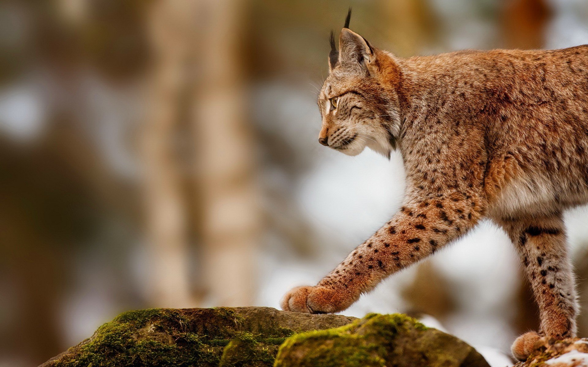 lynx, Animals, Nature Wallpapers HD / Desktop and Mobile Backgrounds