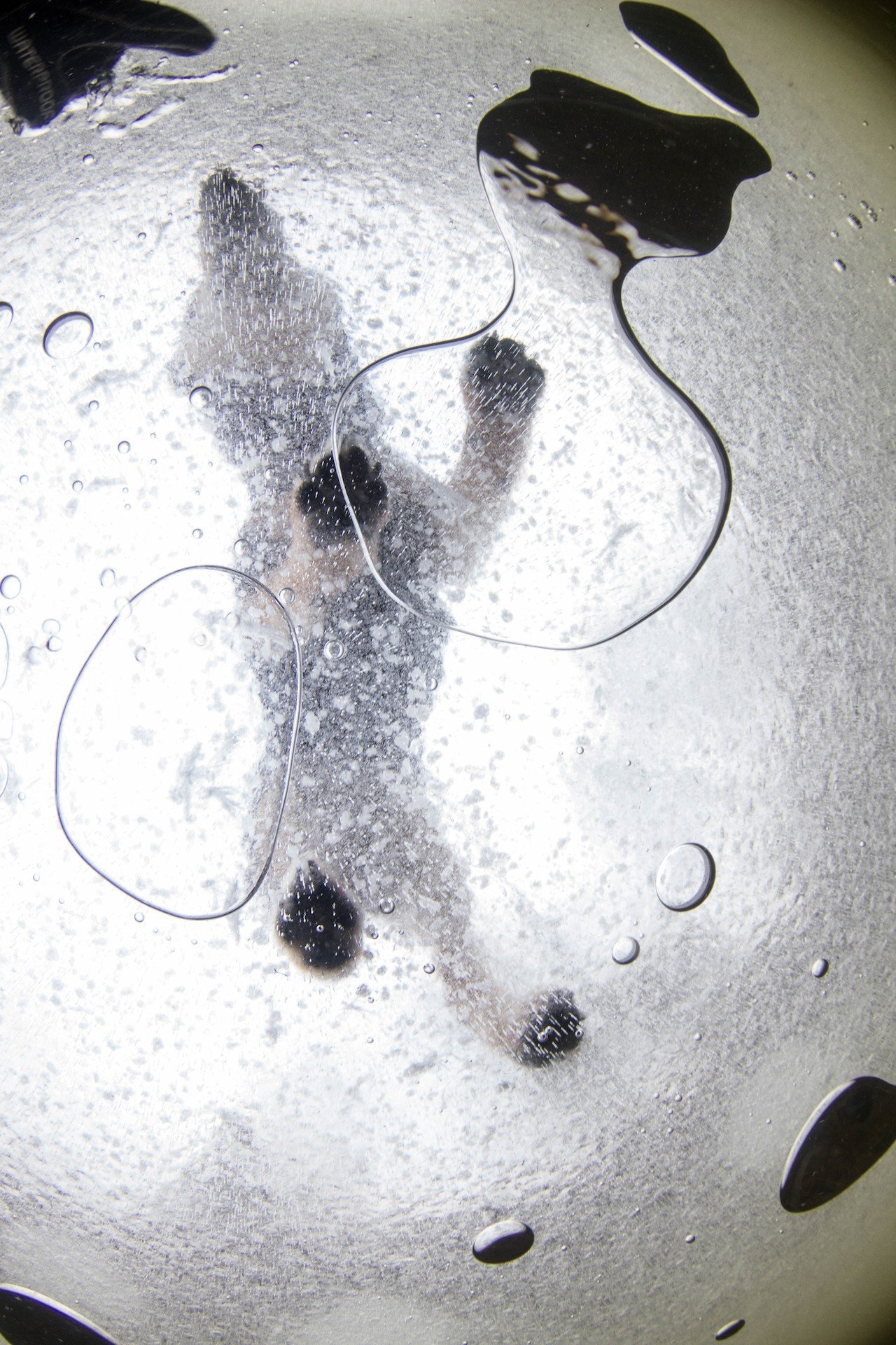 Eero Hällfors, Nature, Animals, Polar bears, Underwater, Ice, Bubbles ...