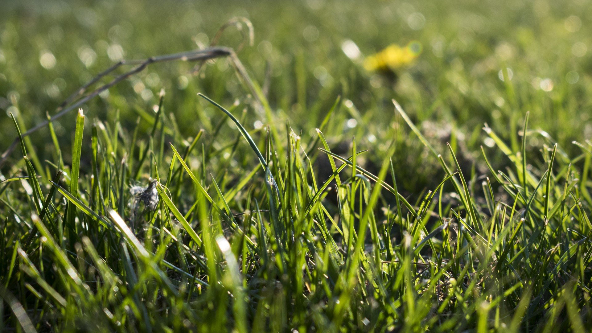 grass, Landscape, Closeup Wallpapers HD / Desktop and Mobile Backgrounds