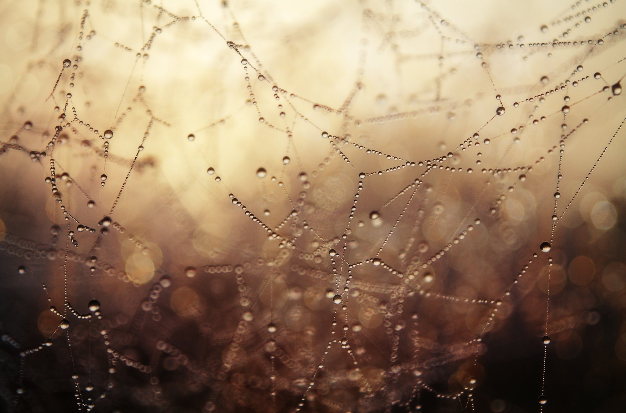 Water Drops Macro Depth Of Field Spiderwebs Wallpapers Hd Desktop