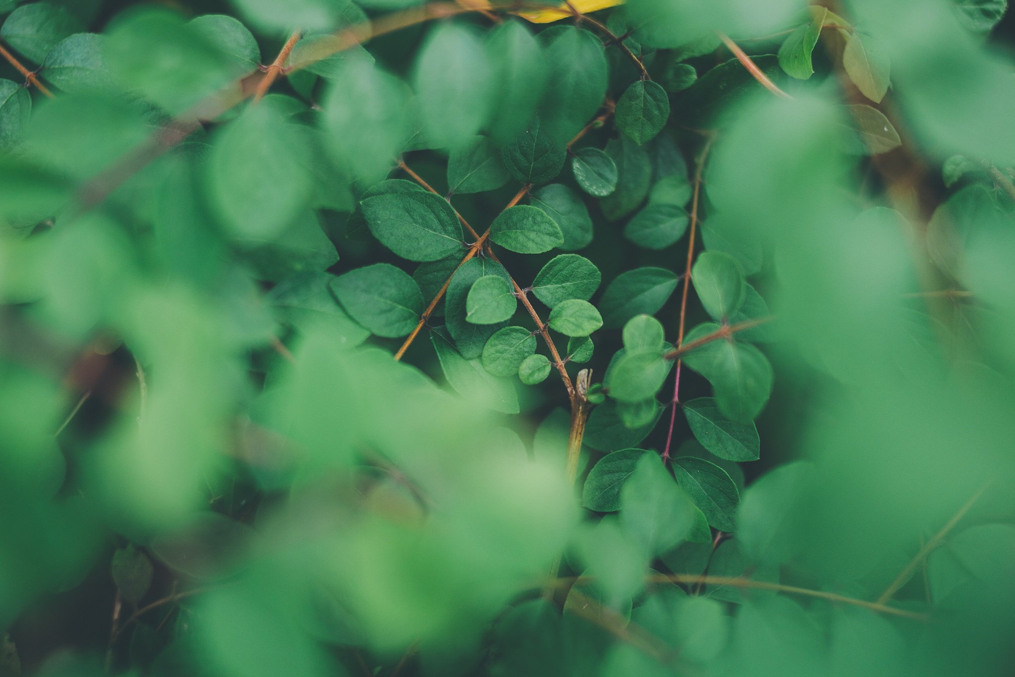 plants, Depth of field Wallpapers HD / Desktop and Mobile Backgrounds