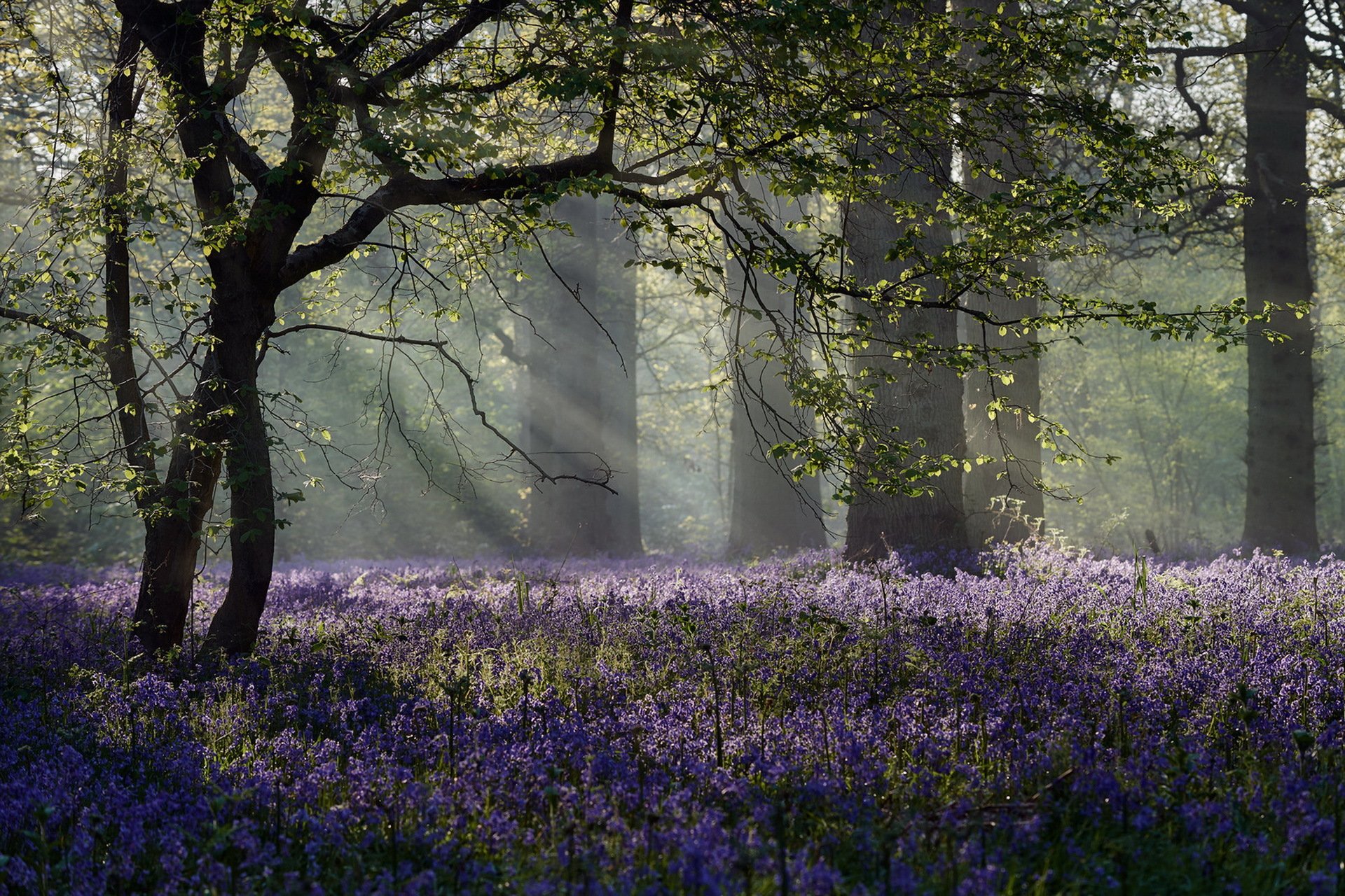 flowers, Plants, Trees, Forest Wallpapers HD / Desktop and Mobile ...