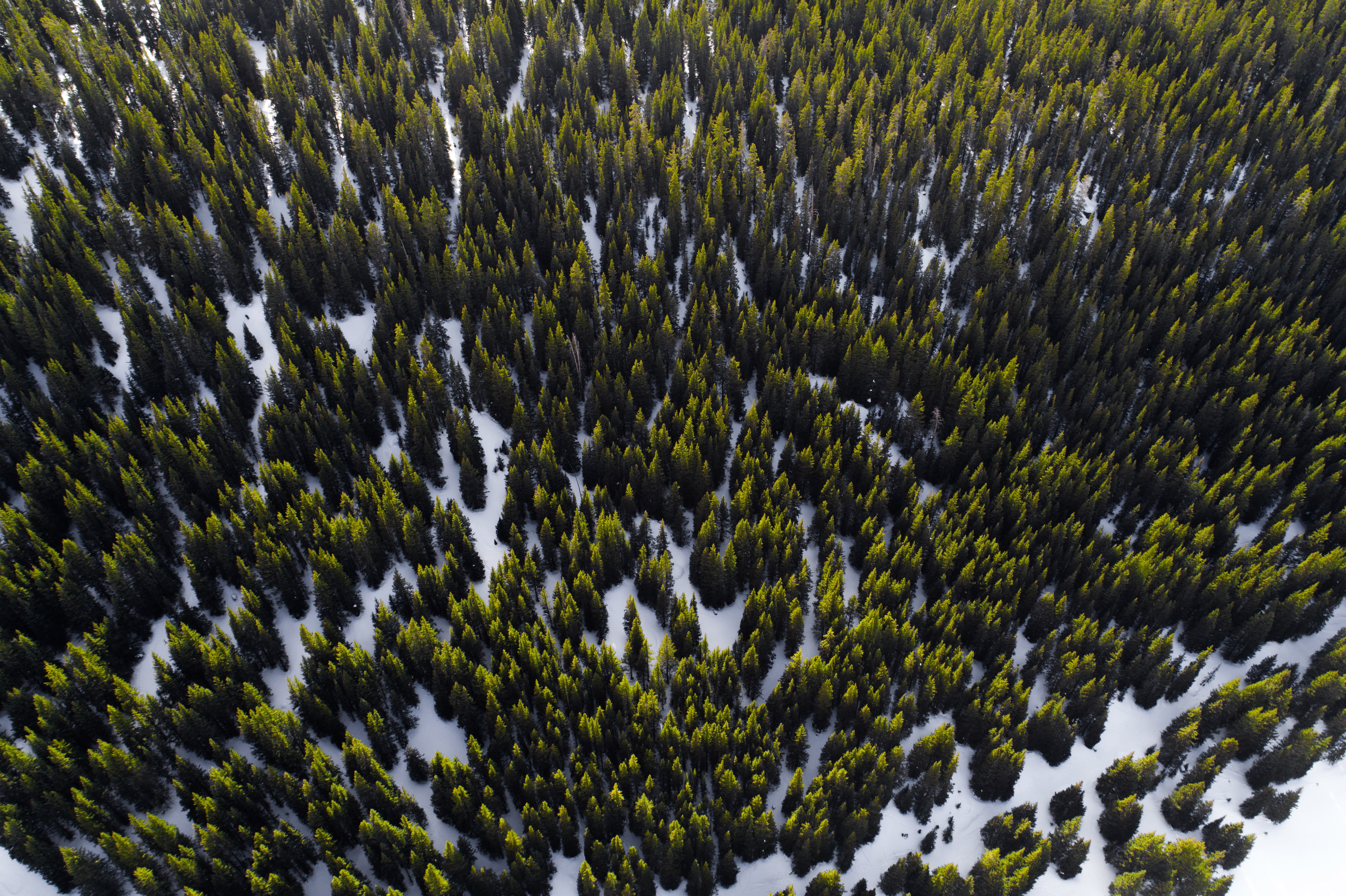 aerial view, Blurred, Cold, Colorful, Conifer, Growth, Angle, Landscape ...