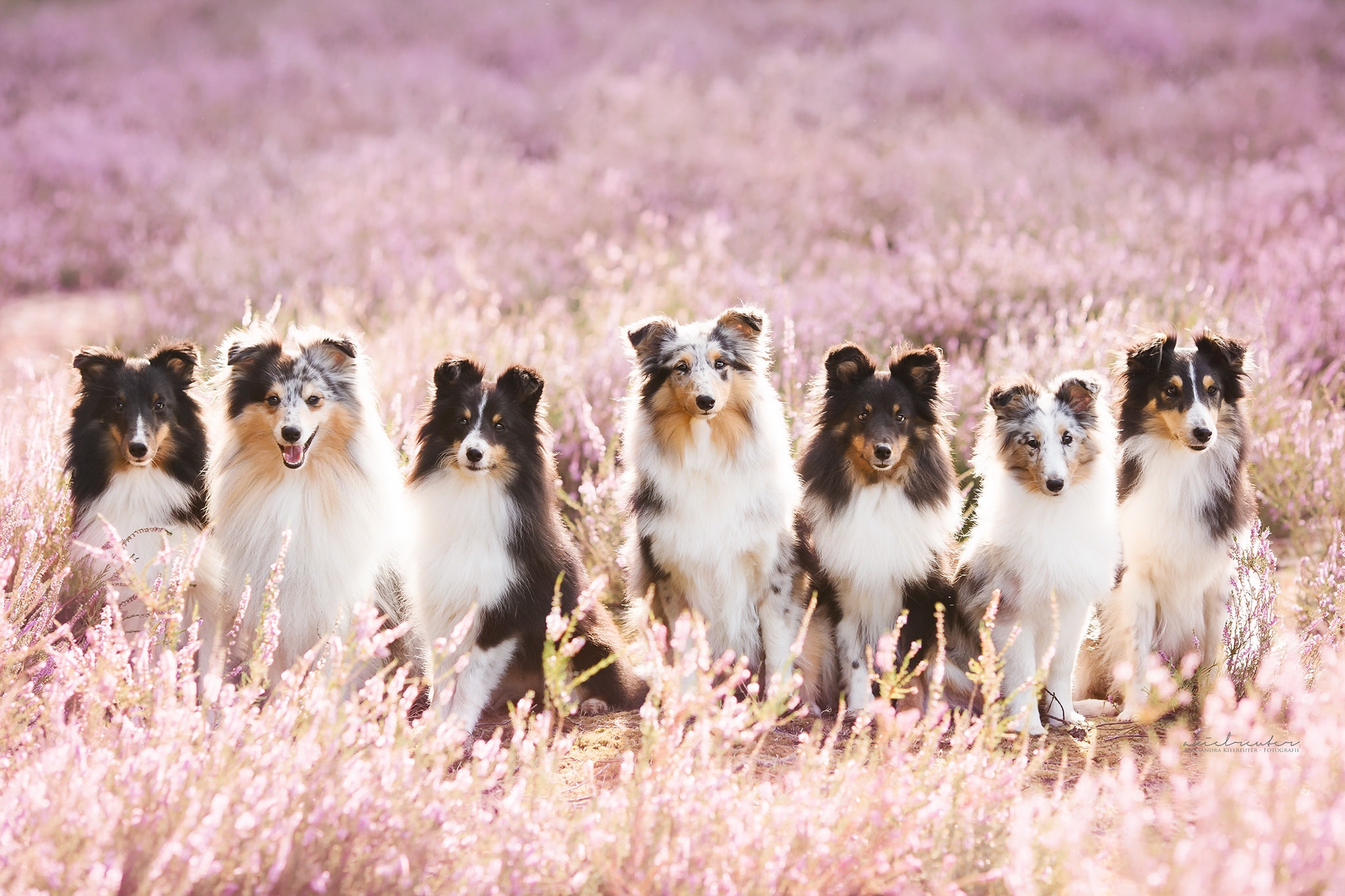 animals, Nature, Dog Wallpapers HD / Desktop and Mobile Backgrounds