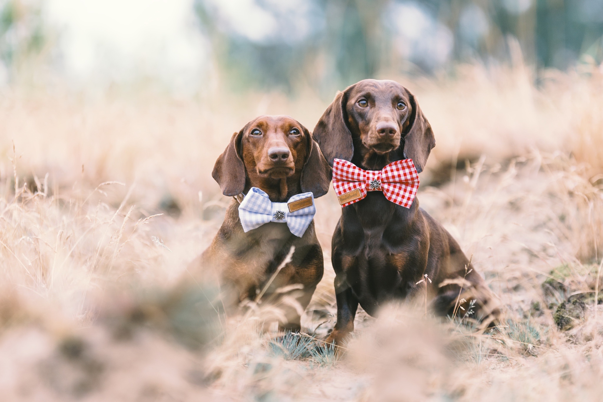 nature, Animals, Dog Wallpapers HD / Desktop and Mobile Backgrounds