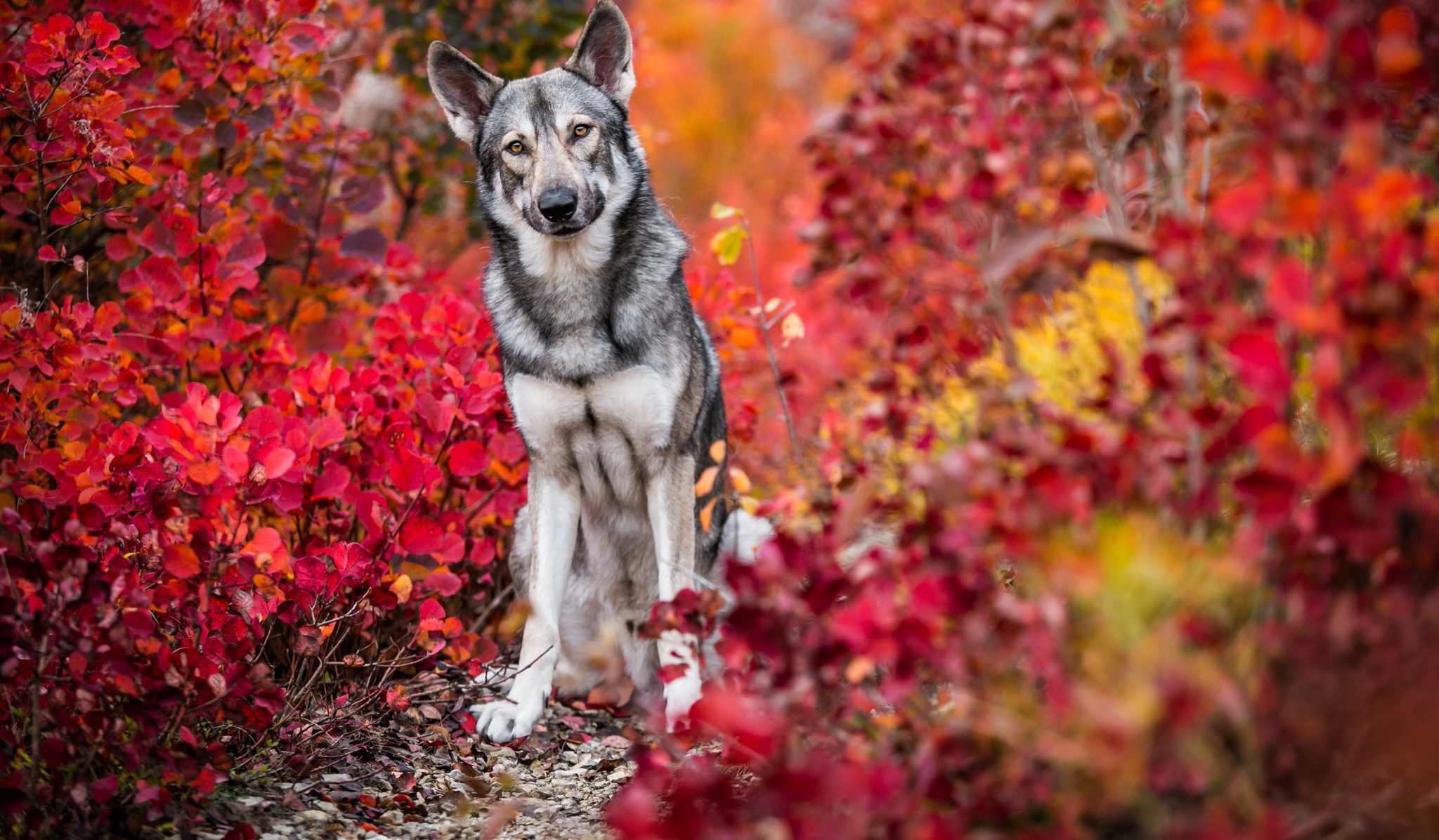 dog, Animals, Nature, Colorful Wallpapers HD / Desktop and Mobile ...