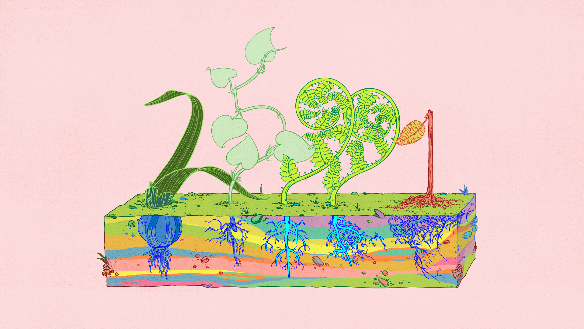 Olena Shmahalo, Plants, Roots Wallpapers HD / Desktop and Mobile ...