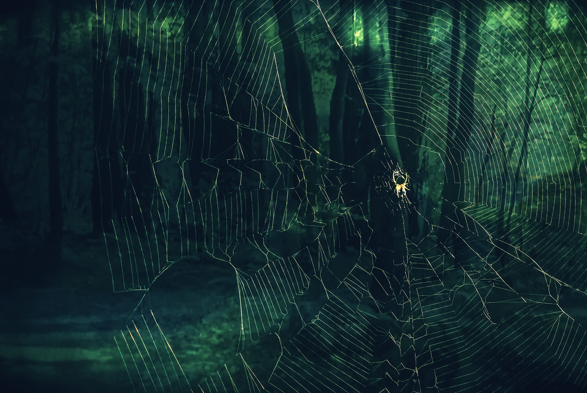 Spider Spiderwebs Green Nature Trees Wallpapers Hd Desktop And