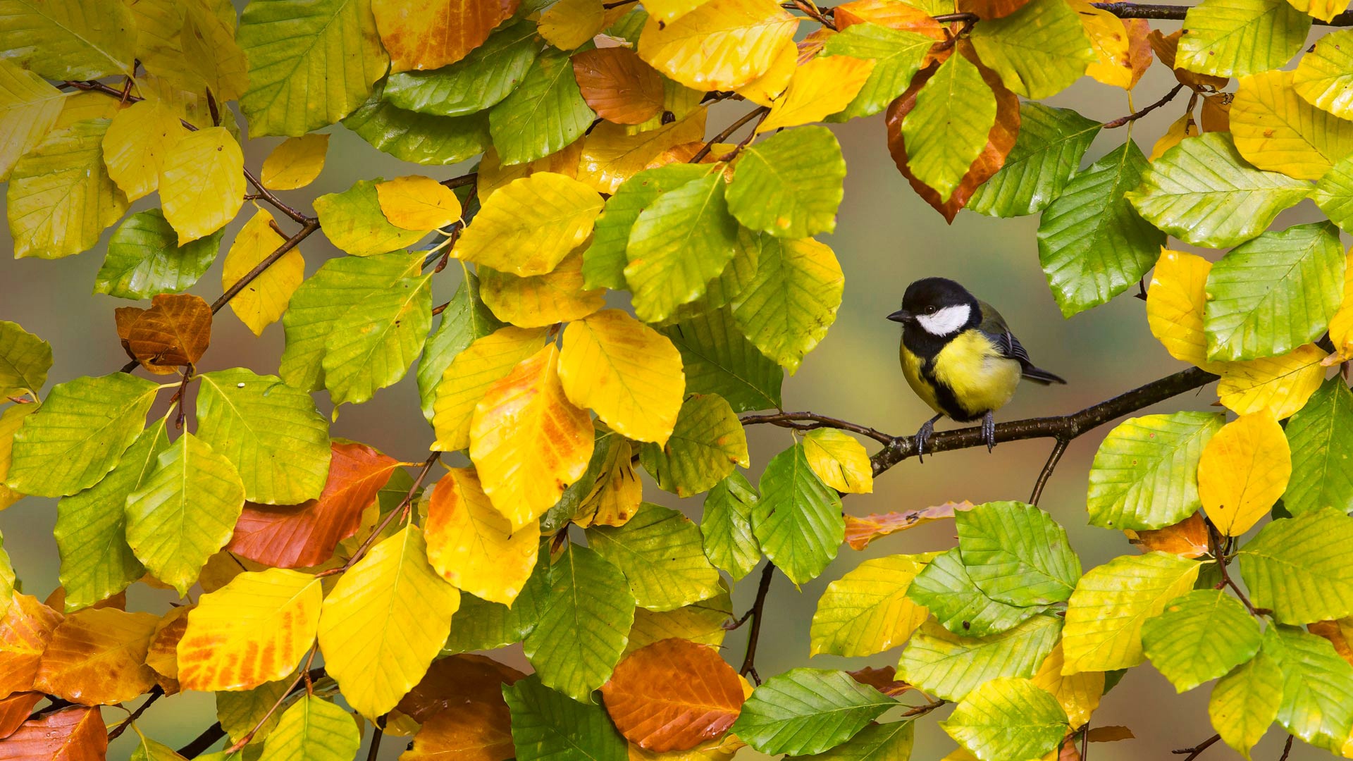 fall, Trees, Birds, Animals Wallpapers HD / Desktop and Mobile Backgrounds