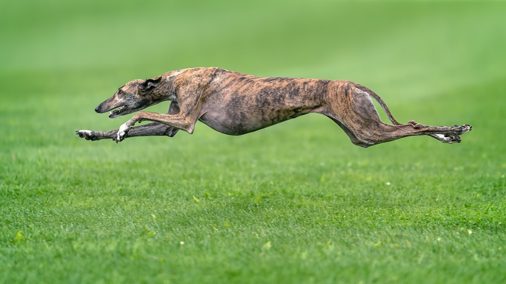 Green Dog Animals Running Wallpapers HD Desktop And Mobile Backgrounds Green Dog Animals Running Wallpapers HD Desktop And Mobile Backgrounds