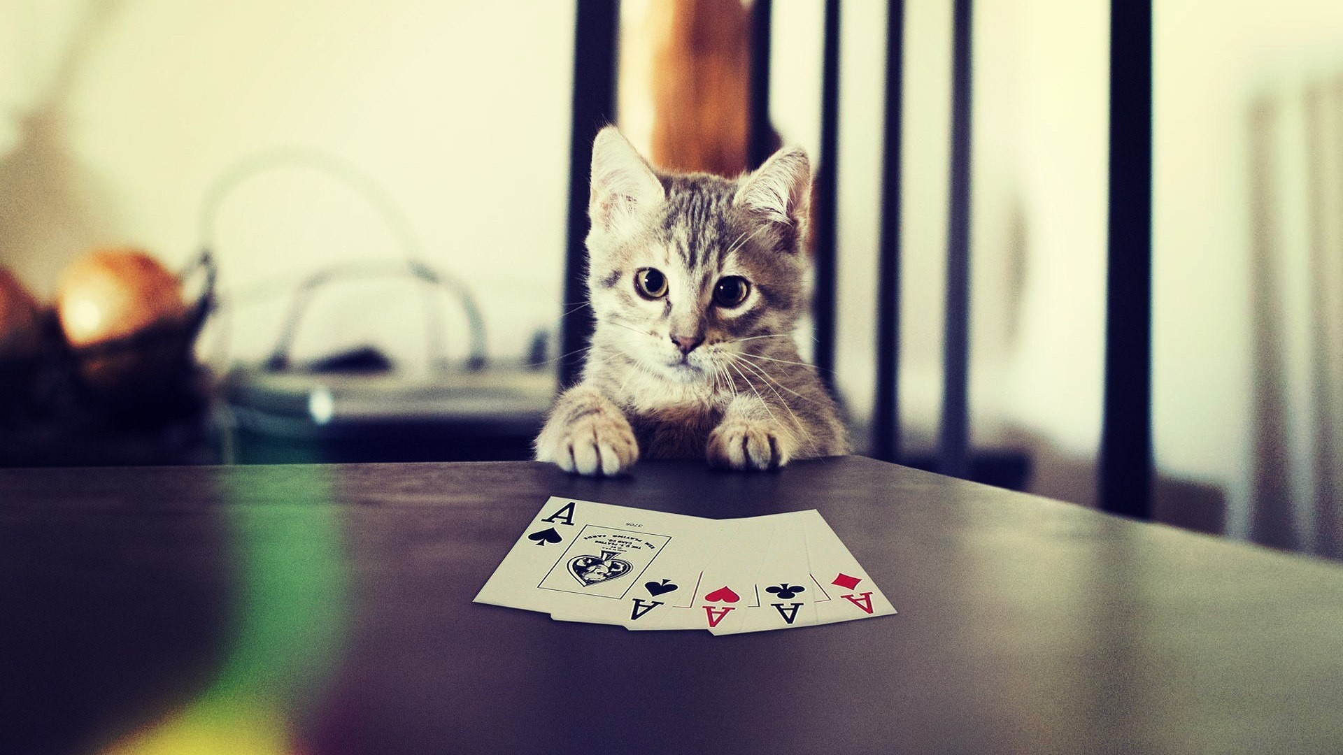 cat, Poker, Kittens Wallpapers HD / Desktop and Mobile Backgrounds