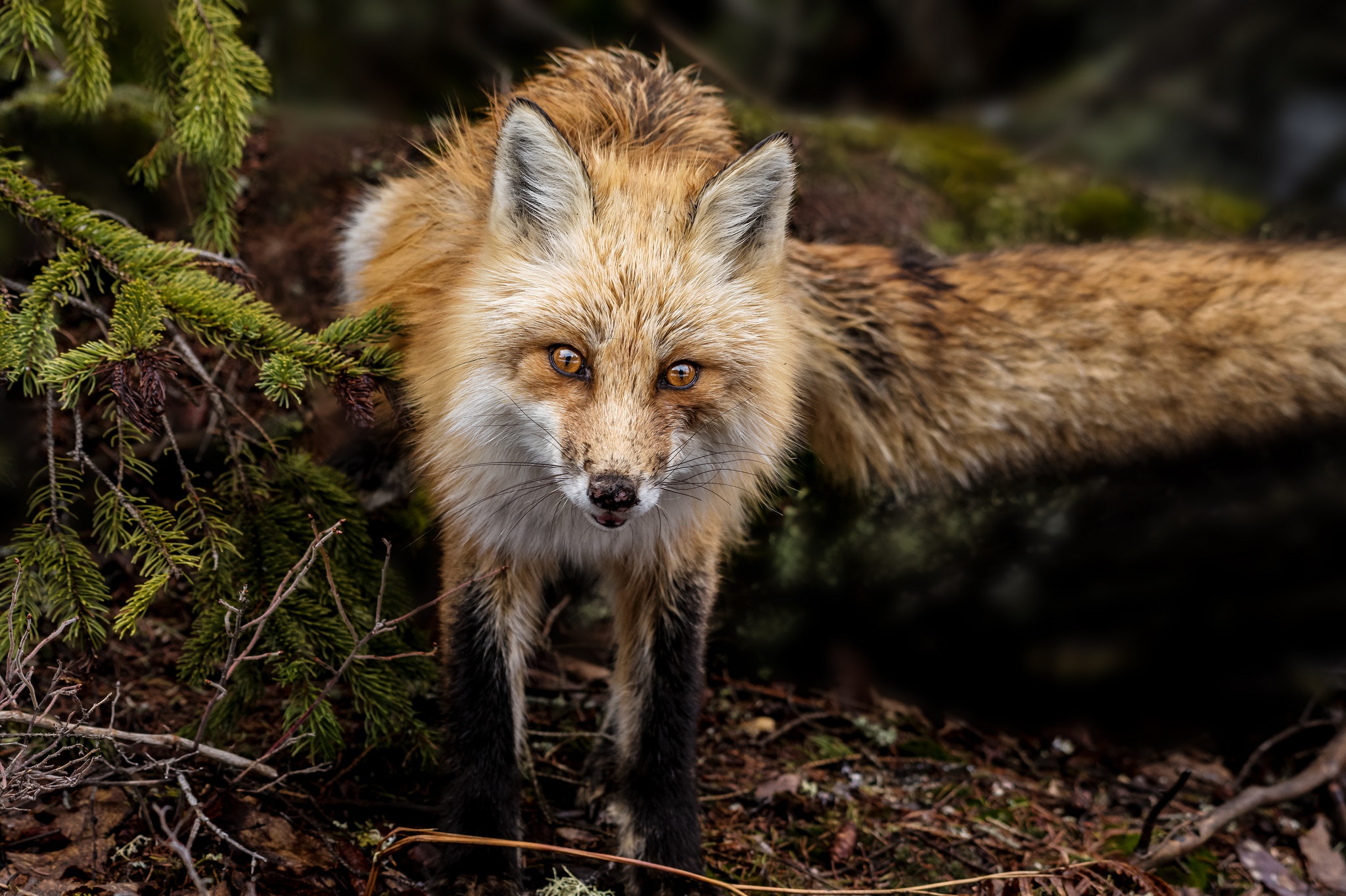 nature, Fox, Animals Wallpapers HD / Desktop and Mobile Backgrounds