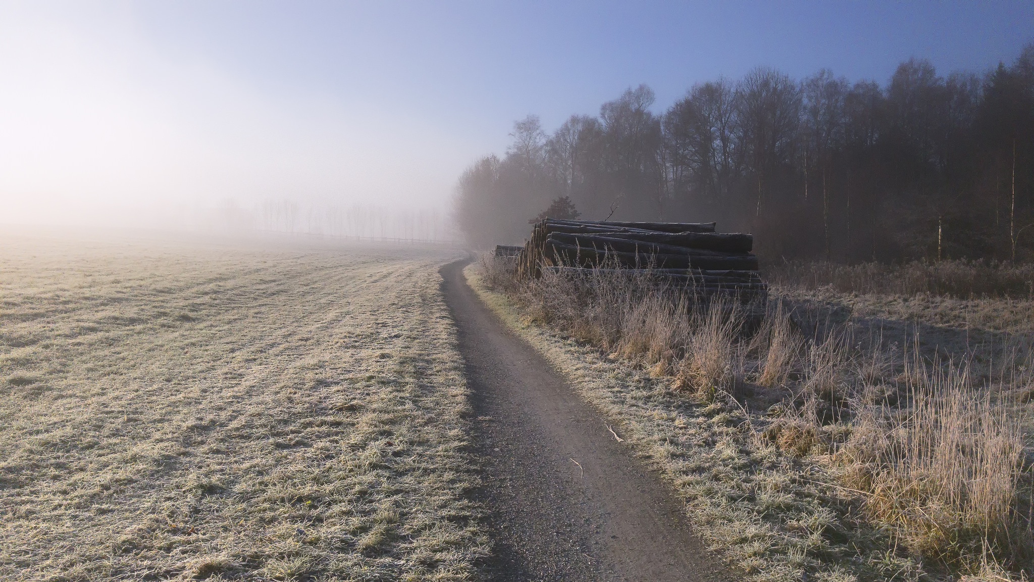 morning, Landscape, Trees Wallpapers HD / Desktop and Mobile Backgrounds
