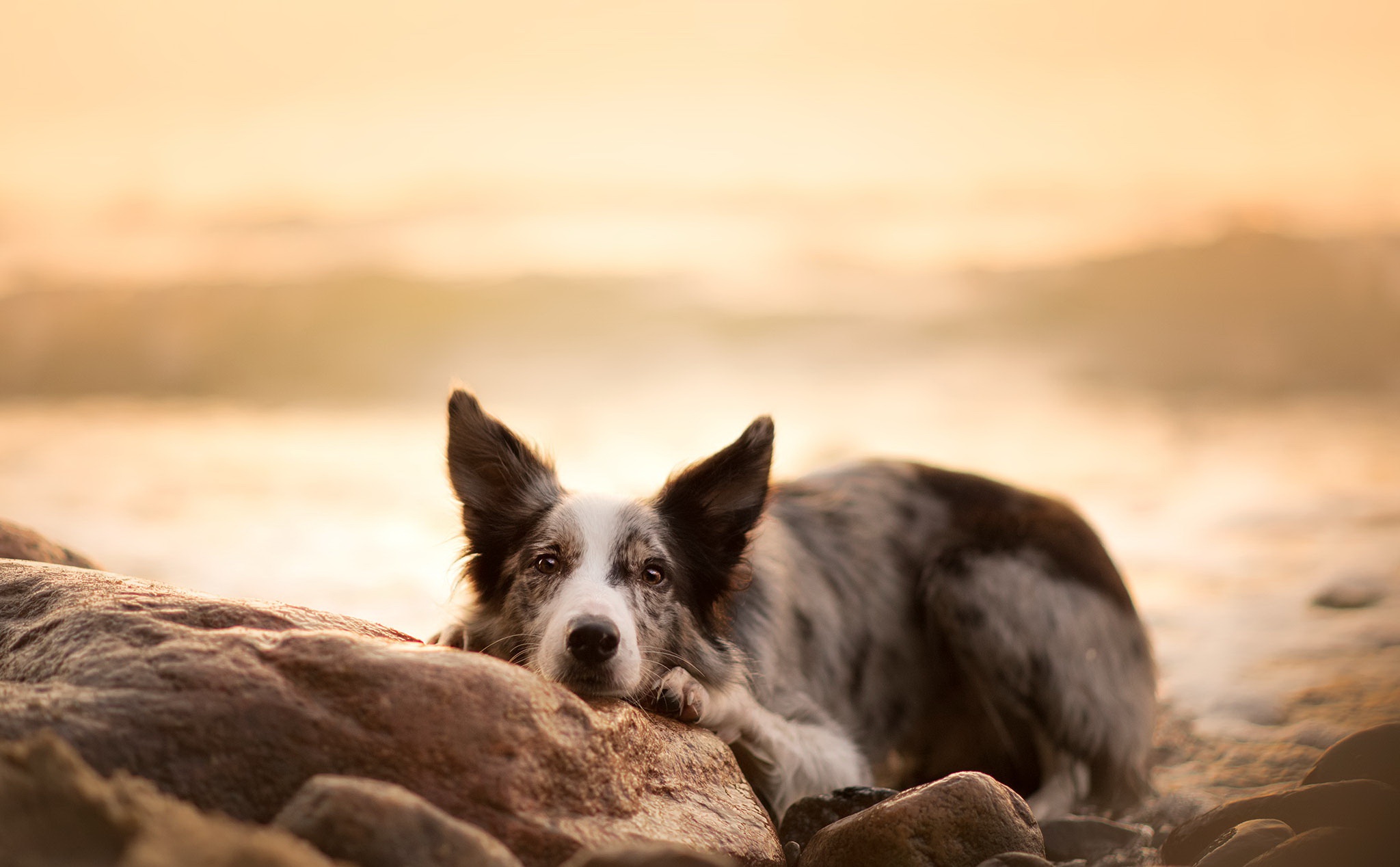 dog, Animals, Blurred, Closeup Wallpapers HD / Desktop and Mobile ...