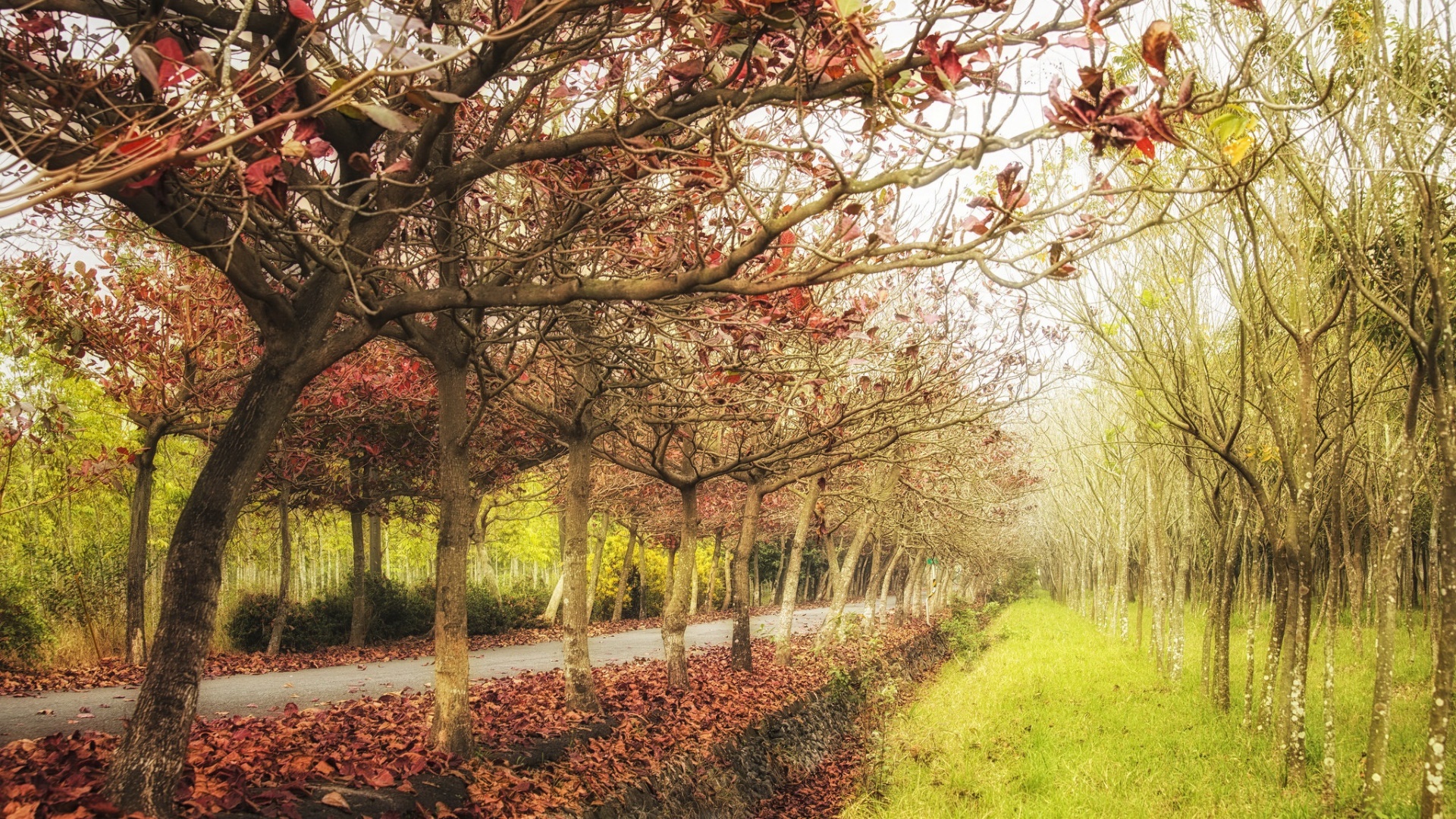 trees, Green, Leaves Wallpapers HD / Desktop and Mobile Backgrounds
