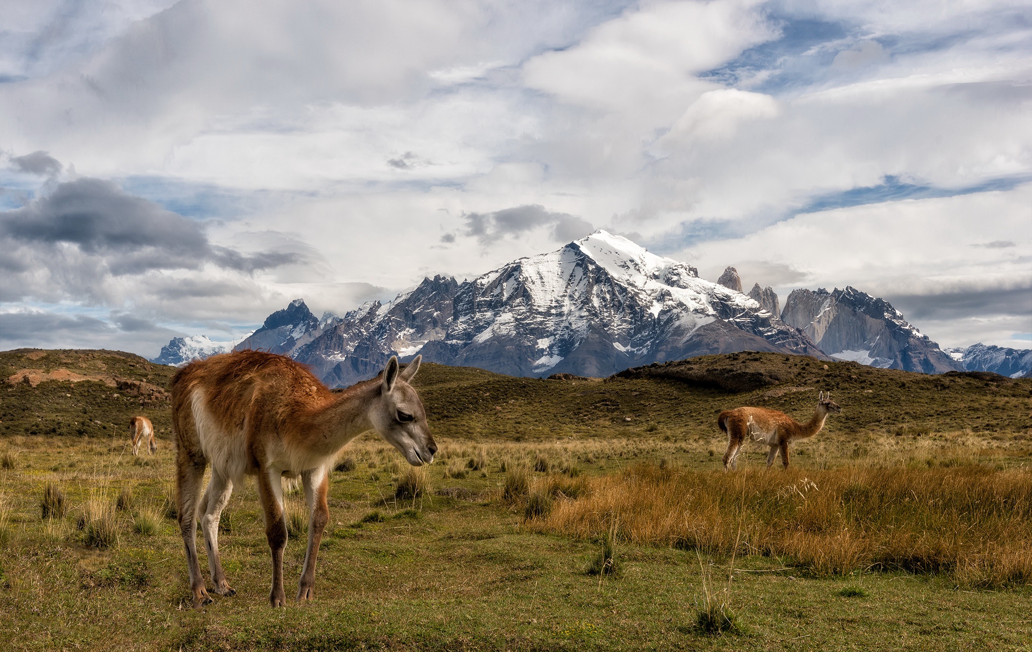 Chile, Nature, Animals, Landscape, Mountains Wallpapers HD / Desktop ...