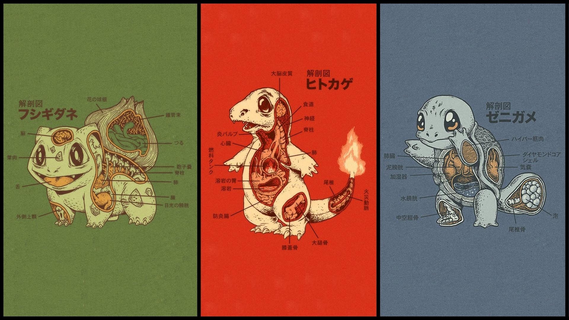 Pokemon, Anatomy Wallpapers HD / Desktop and Mobile Backgrounds