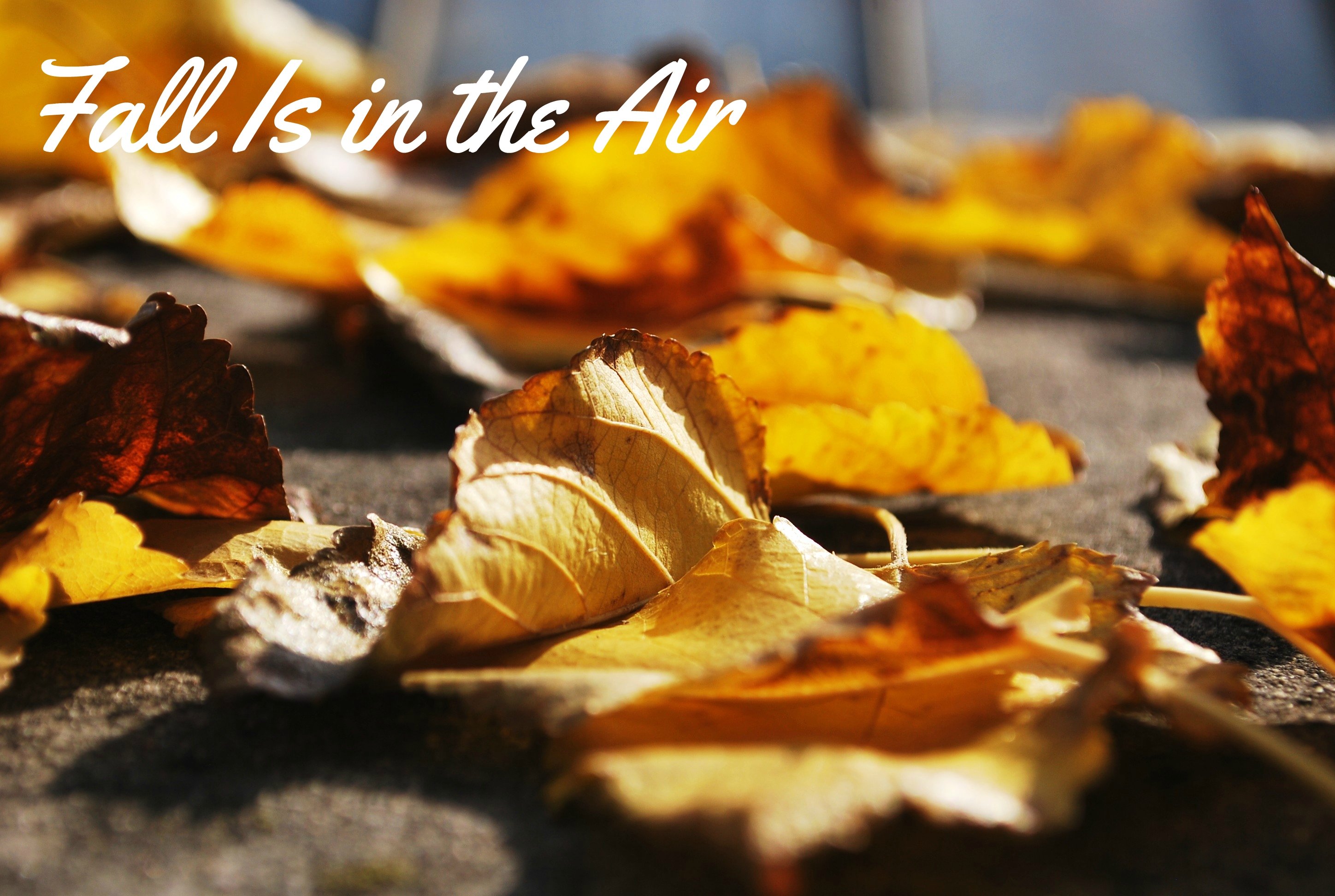 autumn, Fall, Landscape, Nature, Tree, Forest Wallpapers HD / Desktop ...