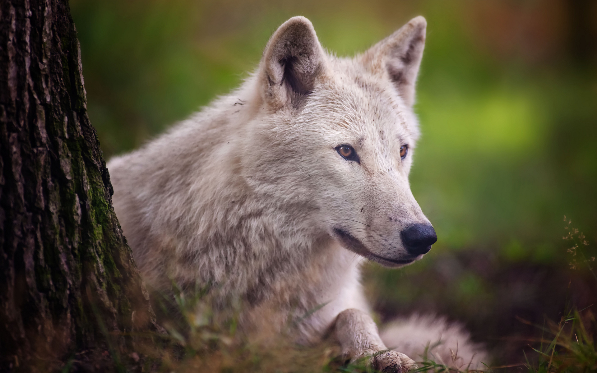 animals, Wolf, Wolves, Wildlife, Nature, Predator, Fur, Eyes, Face ...