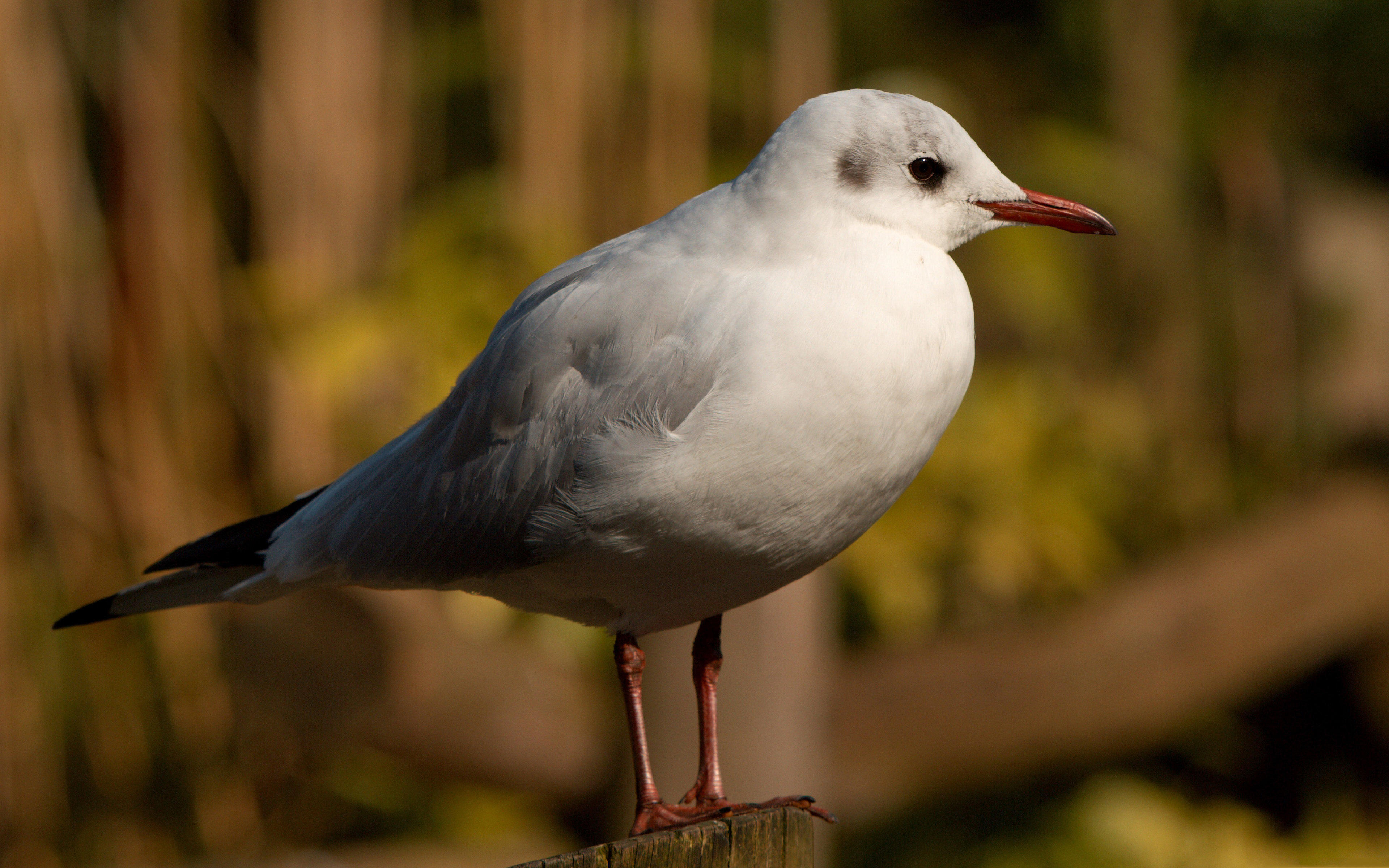 seagull, Bird Wallpapers HD / Desktop and Mobile Backgrounds