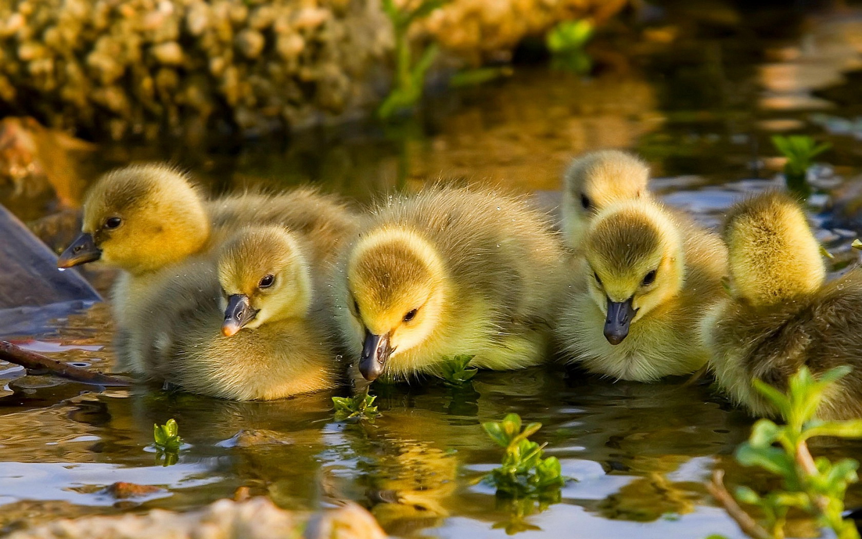 chiks, And, Water, Birds, Duckling Wallpapers HD / Desktop and Mobile ...