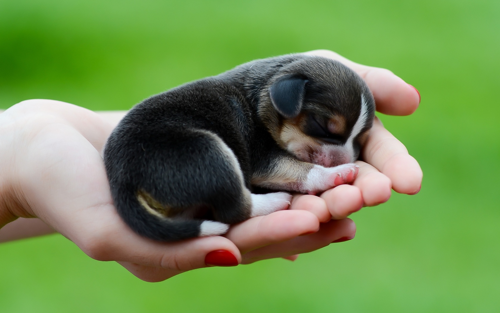 Cute Puppy Wallpapers HD Desktop And Mobile Backgrounds