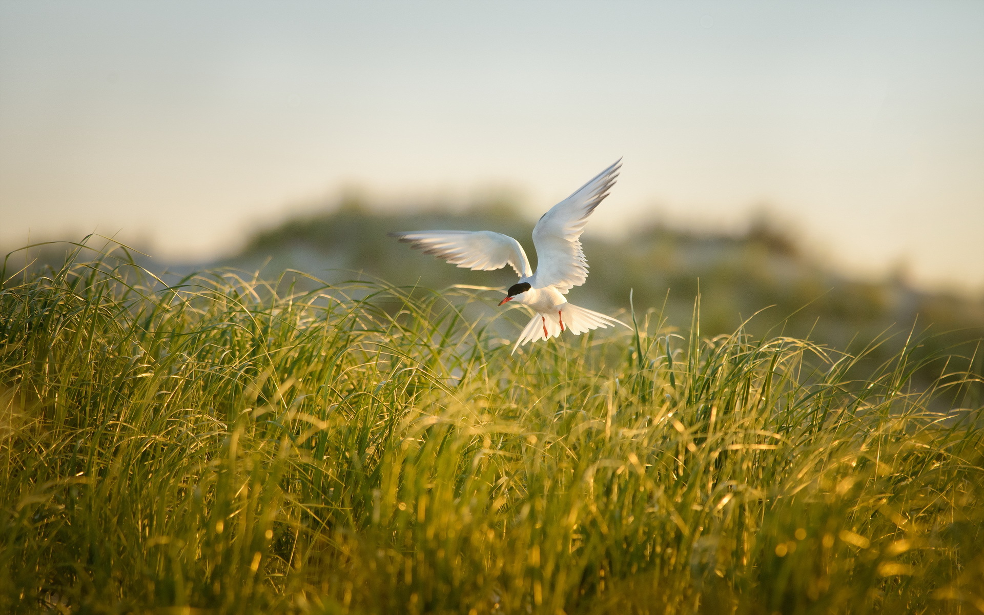 field, Grass, Bird, Summer, Nature Wallpapers HD / Desktop and Mobile ...