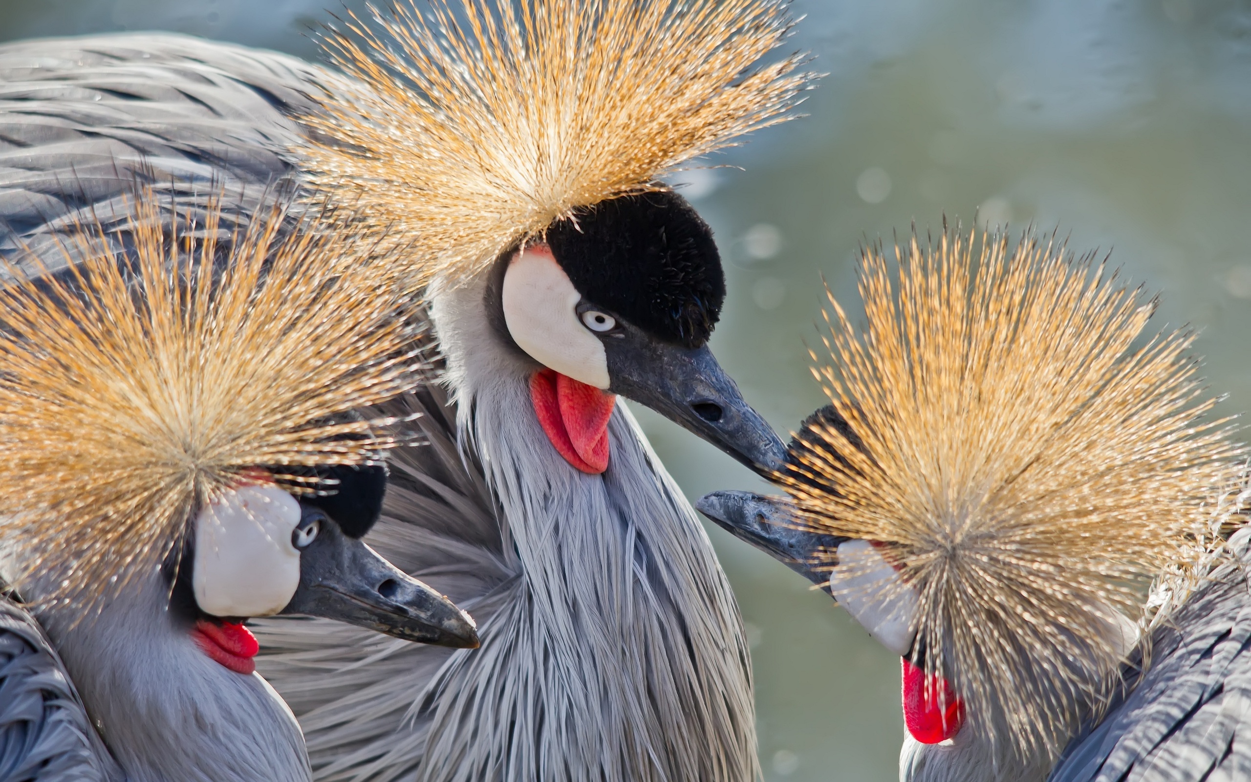 crowned, Cranes Wallpapers HD / Desktop and Mobile Backgrounds