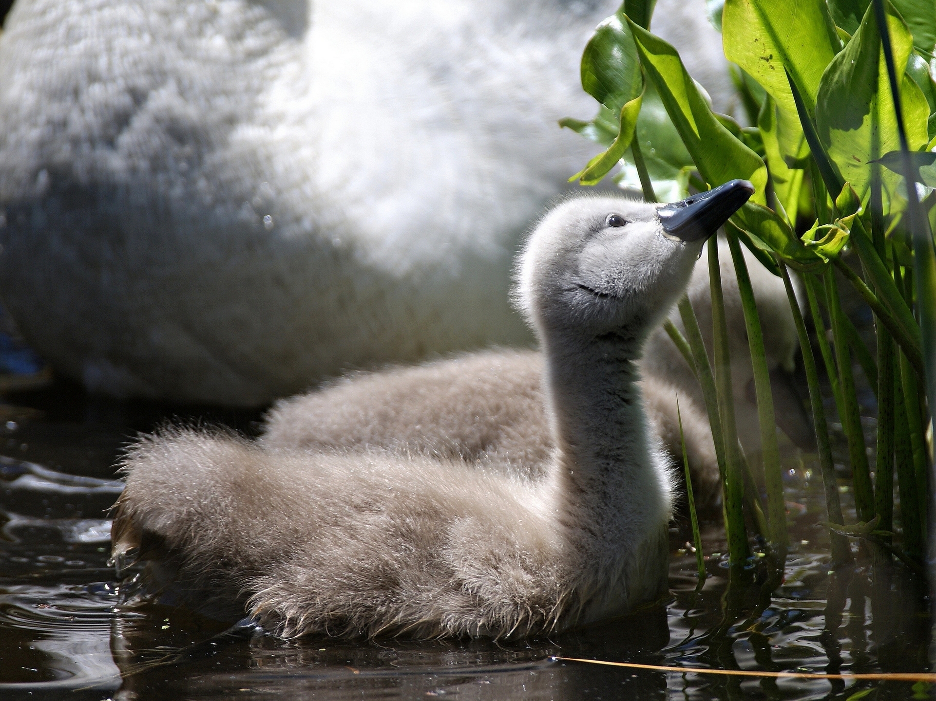 birds, Swans, Animals Wallpapers HD / Desktop and Mobile Backgrounds