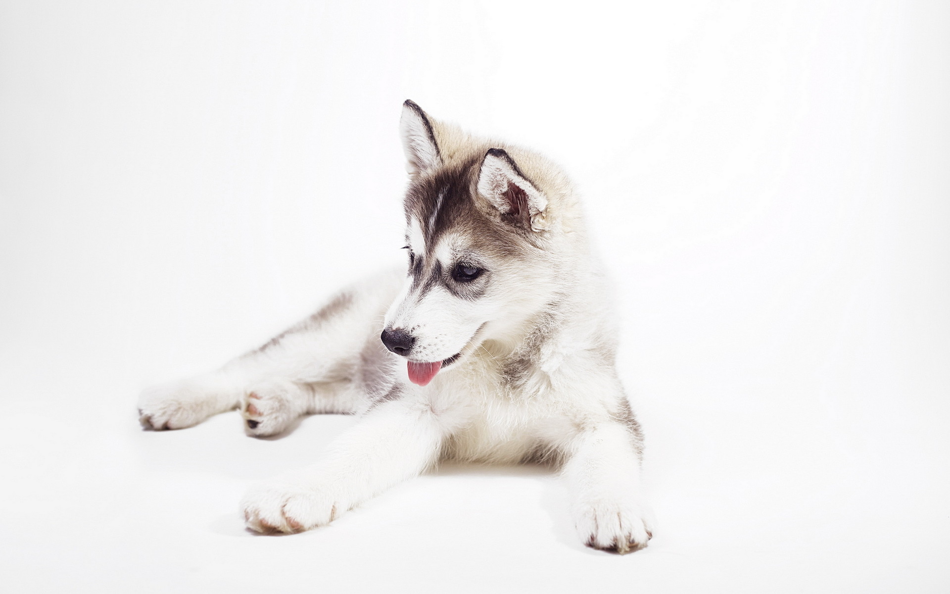 sweet, Husky, Puppy, Siberian, Husky Wallpapers HD / Desktop and Mobile ...