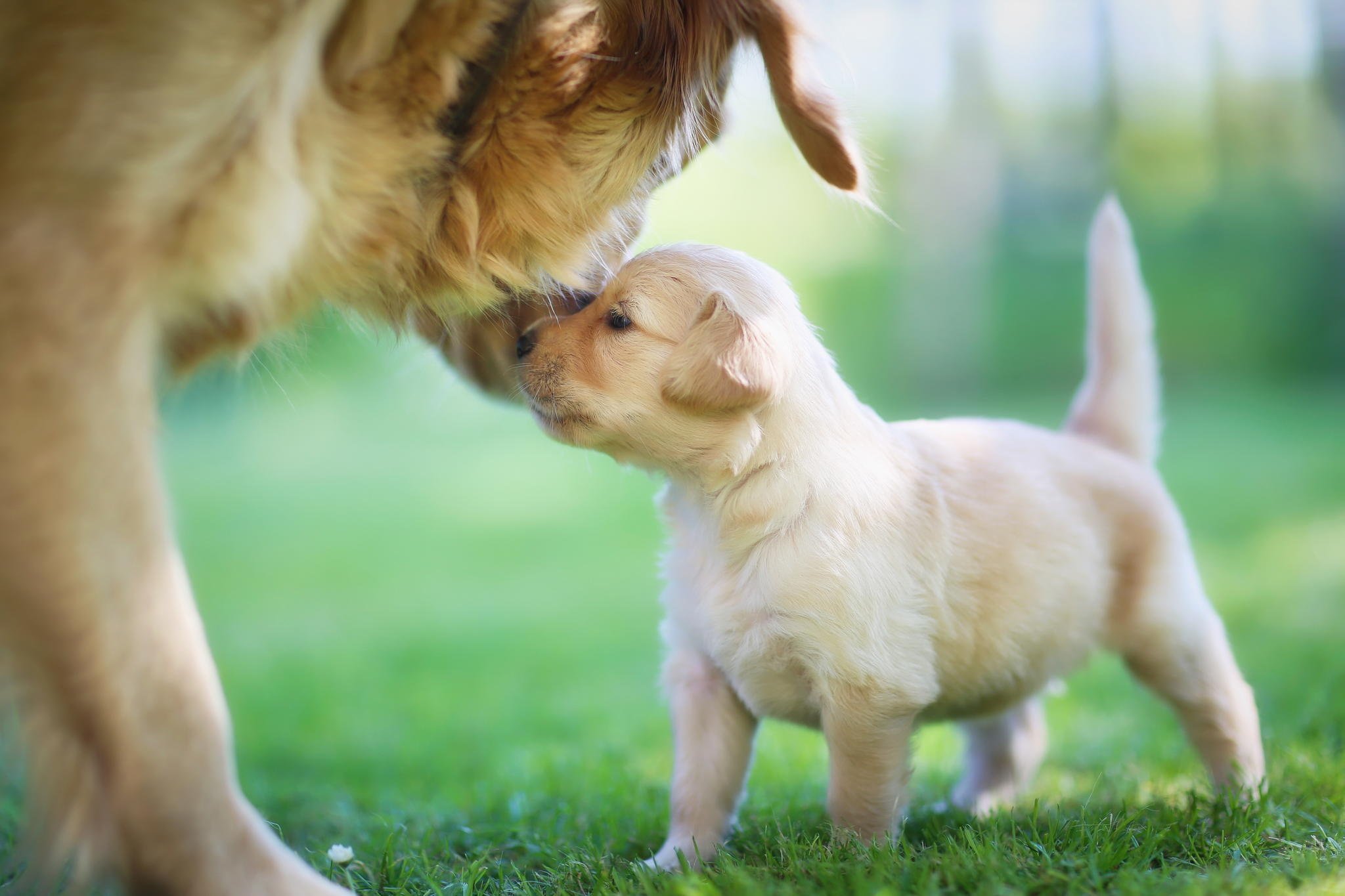 mom, Golden, Retriever, Baby, Puppy Wallpapers HD / Desktop and Mobile ...